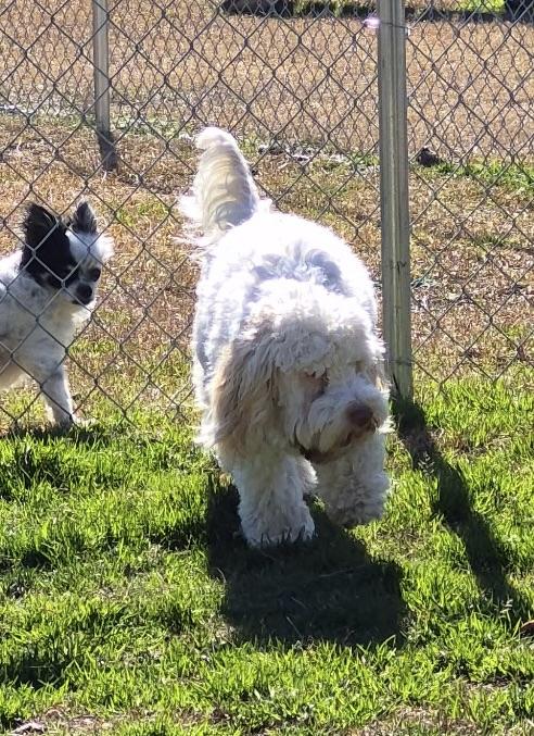 Toby - Adoptable Pet | Petfinder | Petfinder