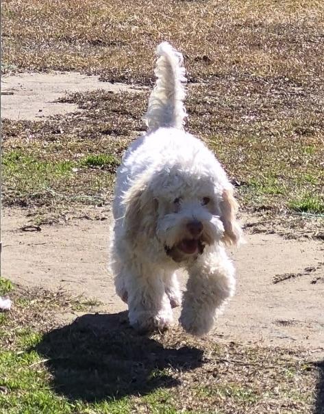 Toby - Adoptable Pet | Petfinder | Petfinder