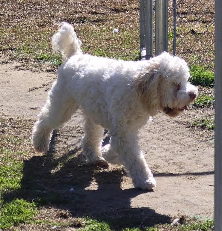 Toby - Adoptable Pet | Petfinder | Petfinder