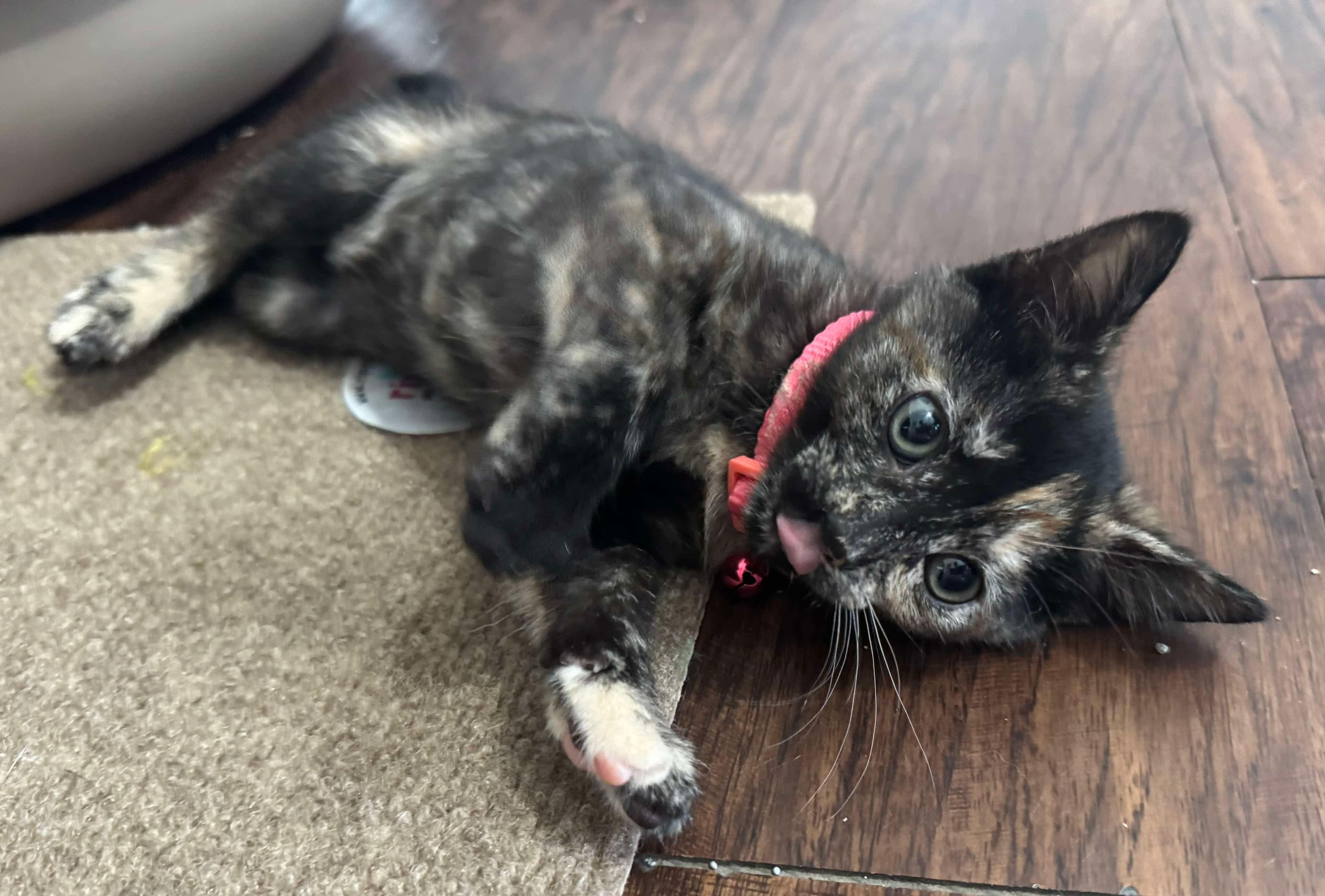 Cat for adoption - Fiona, a Domestic Short Hair Mix in Southport, CT ...