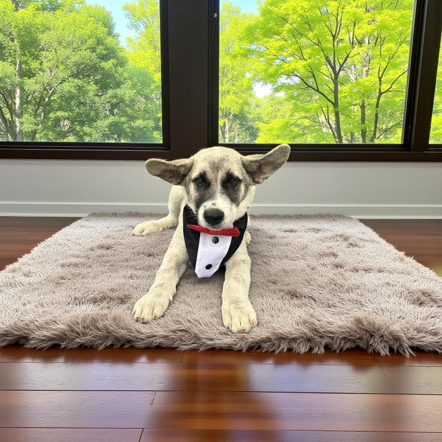 Black Dog Animal Rescue in Cheyenne, WY