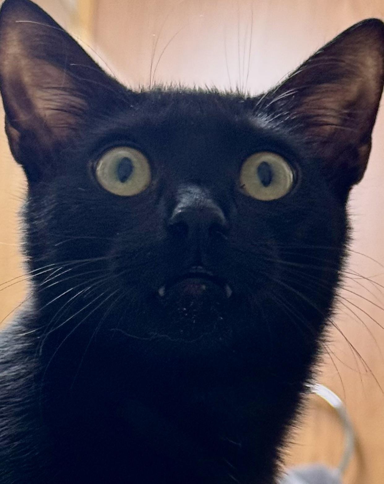 Cat for adoption - Pookie, a Bombay in Fresno, CA | Petfinder