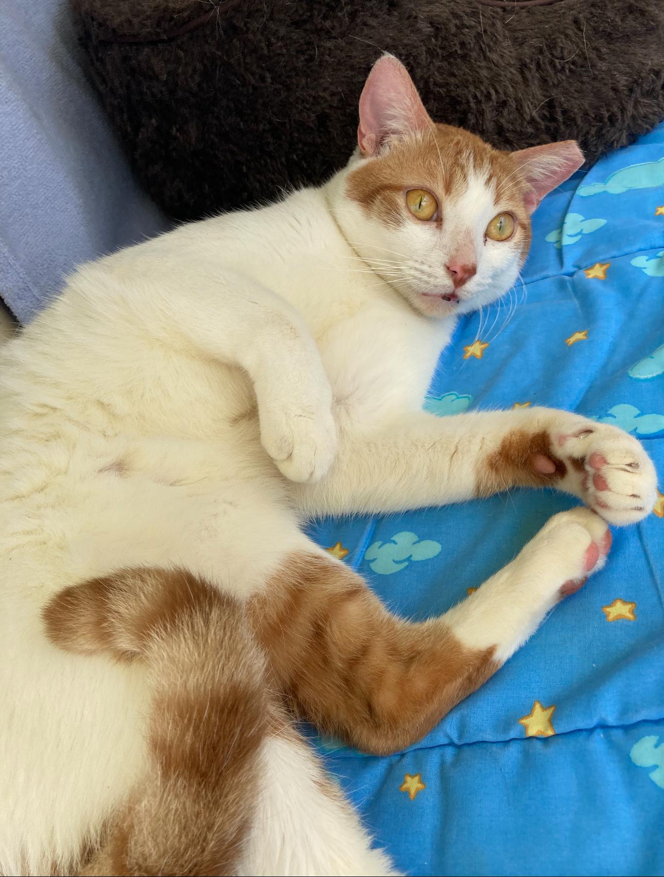 Cat for adoption - Anthony Hopkins, an American Shorthair in New Castle ...