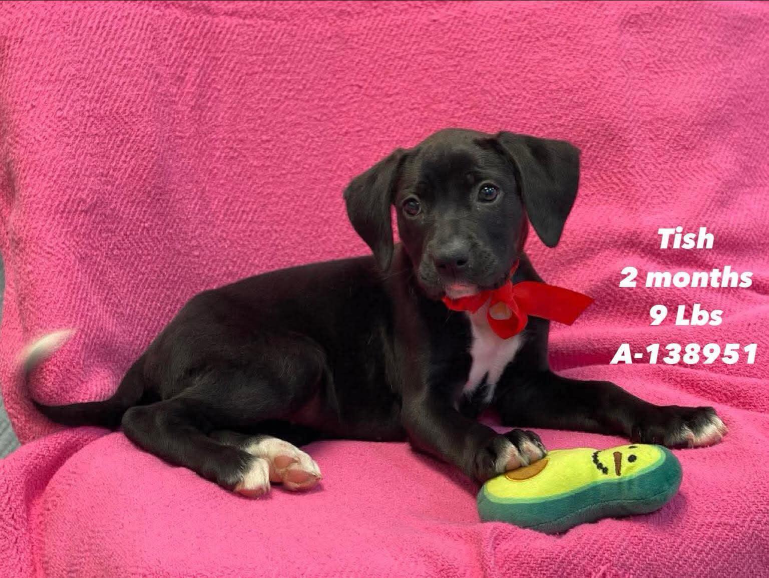 Dog for adoption - Tish the Boxer Mix Puppy, a Boxer & Labrador ...