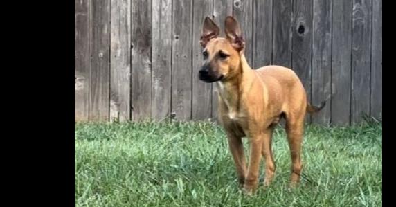 Dog for adoption - Daemon, a Black Mouth Cur & Mountain Cur Mix in ...
