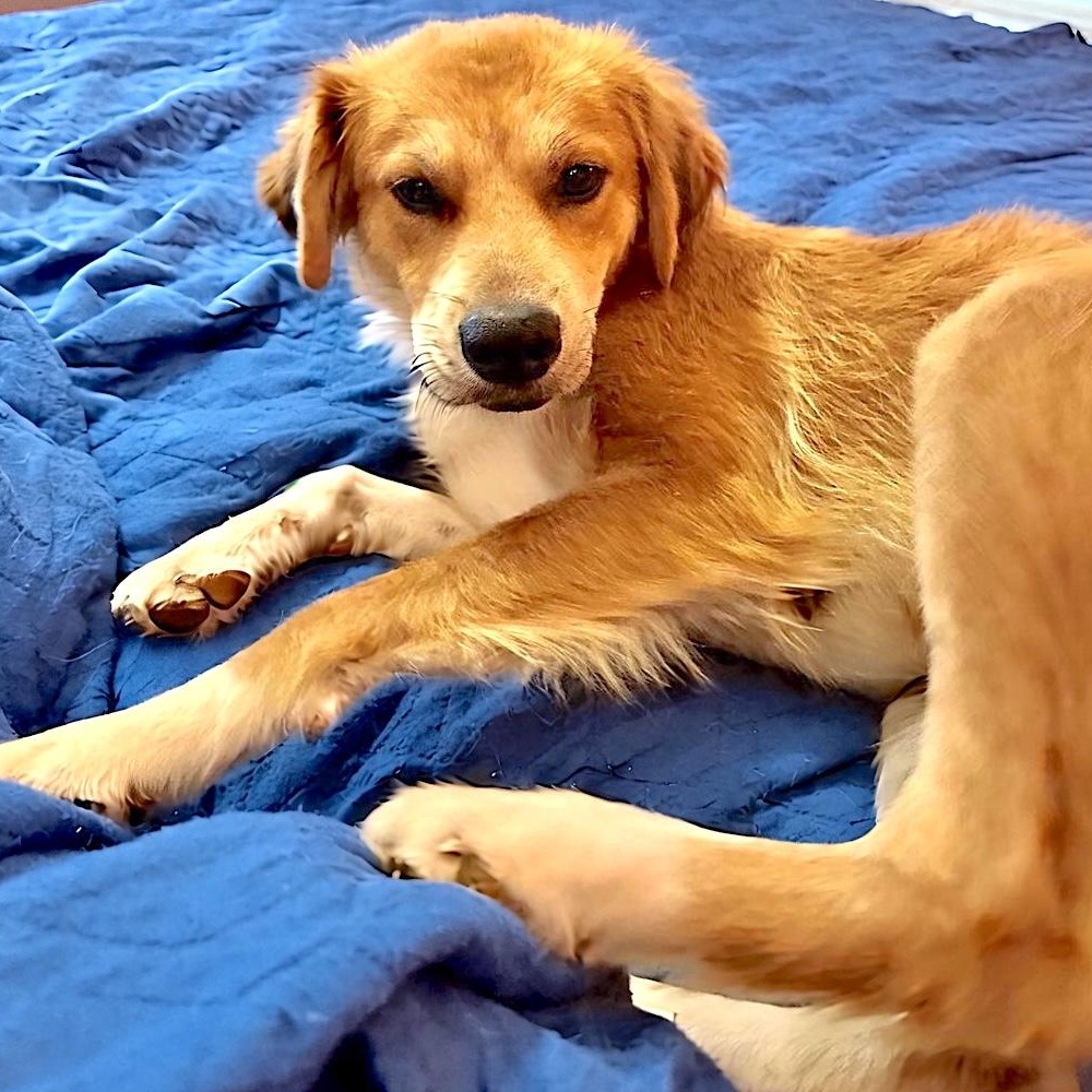 Dog for adoption - Rue, a Golden Retriever & Spaniel Mix in Chatham, NJ ...