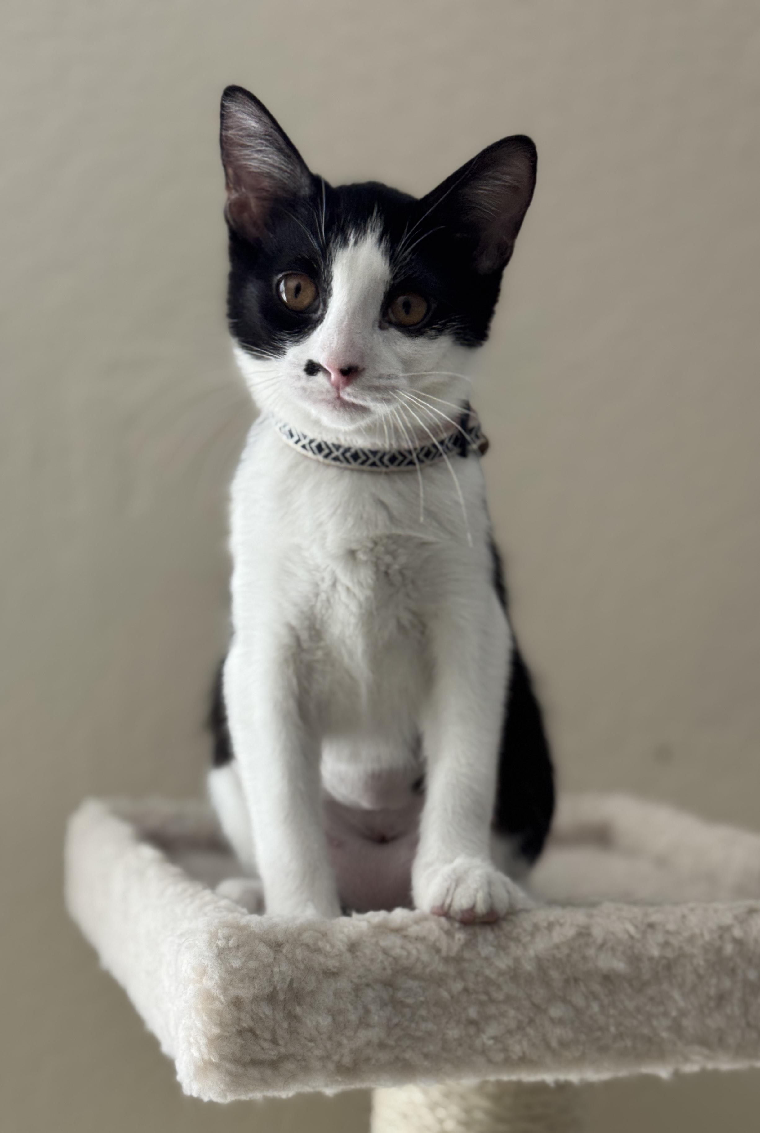 Cat for adoption - Freckles, a Domestic Short Hair Mix in Youngtown, AZ ...