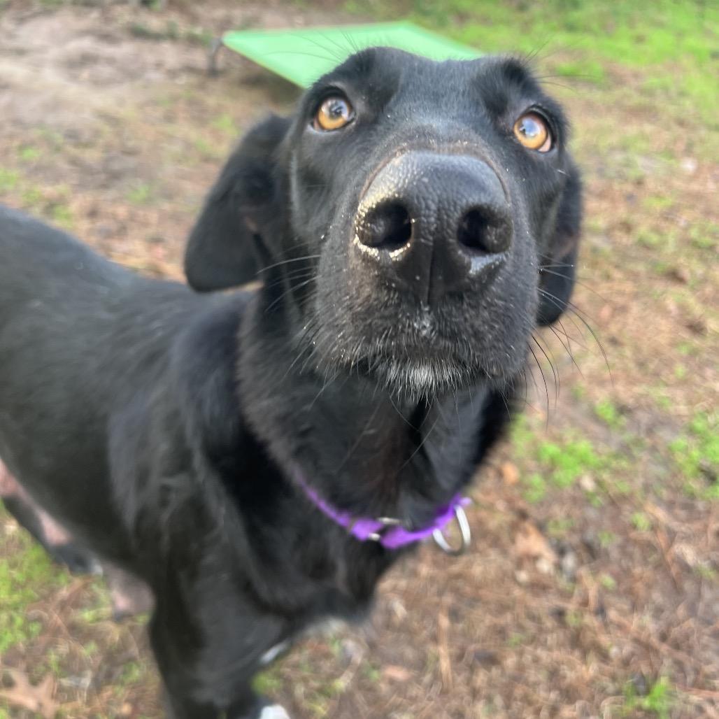 Dog for adoption - Myrtle, a German Shepherd Dog & Black Labrador ...