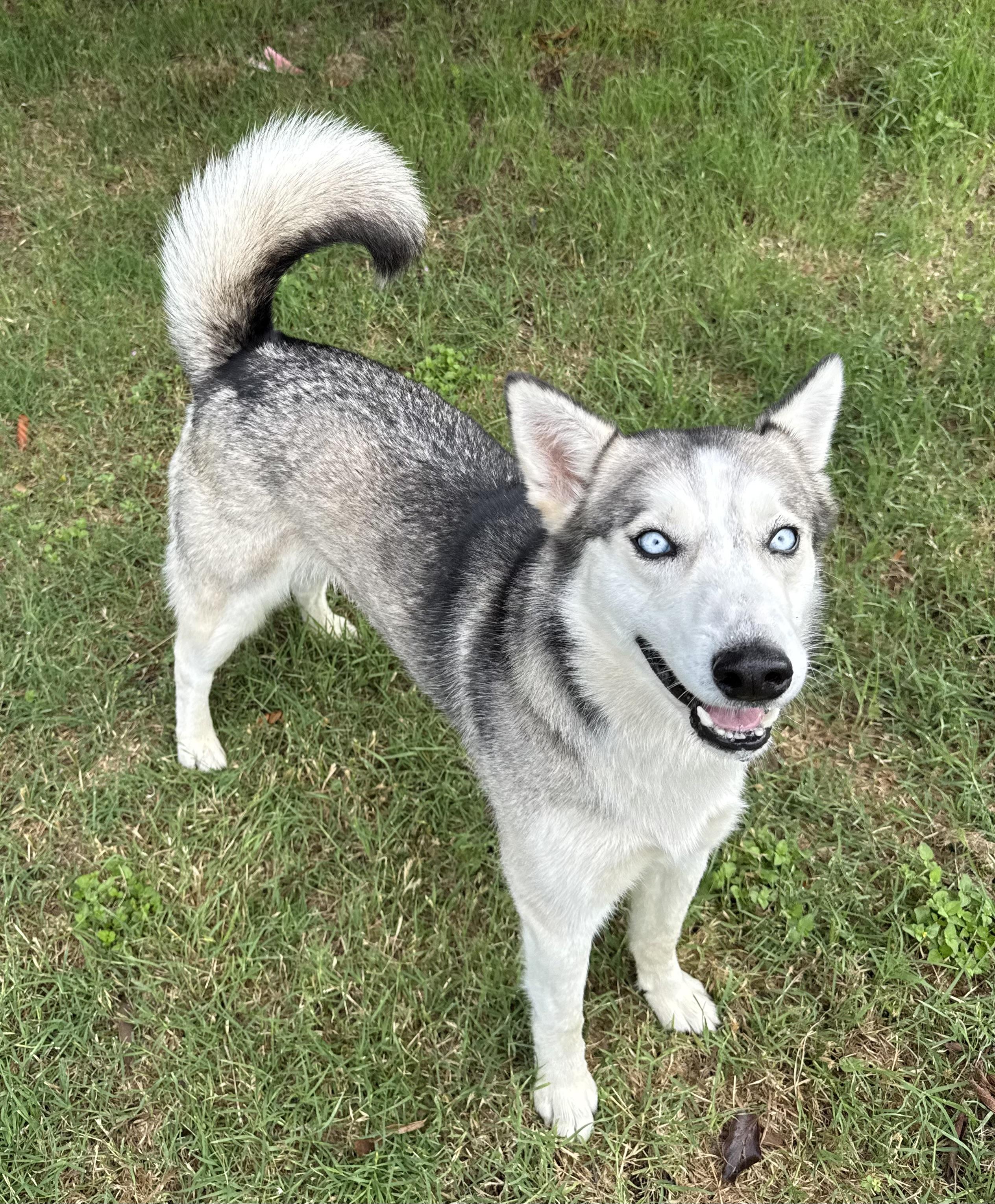 Dog for adoption - Raine, a Husky in Cheyenne, WY | Petfinder