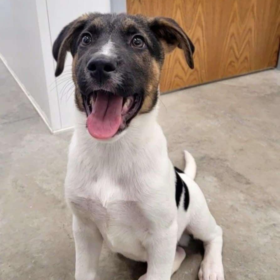 Dog for adoption - Rudolph (Rudy), an Akita & Terrier Mix in Rushville ...