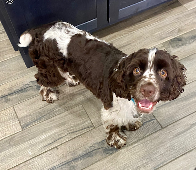 Adoptable Dogs - Cocker Spaniel Rescue of Austin and San Antonio