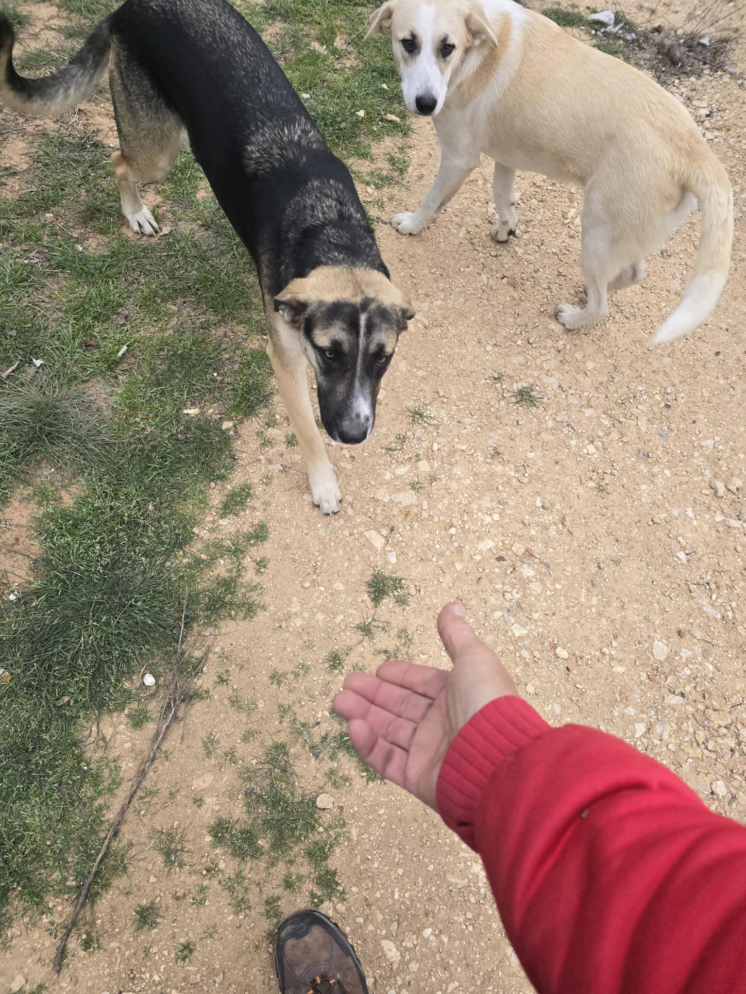 Dog for adoption - Krys, a Belgian Shepherd / Malinois in Elgin, TX ...