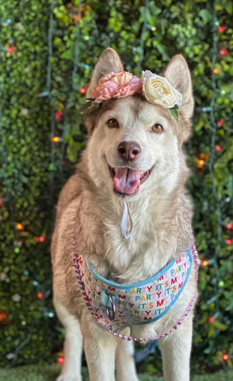 Dog for adoption - Ashley, a Siberian Husky & Husky Mix in North Las ...