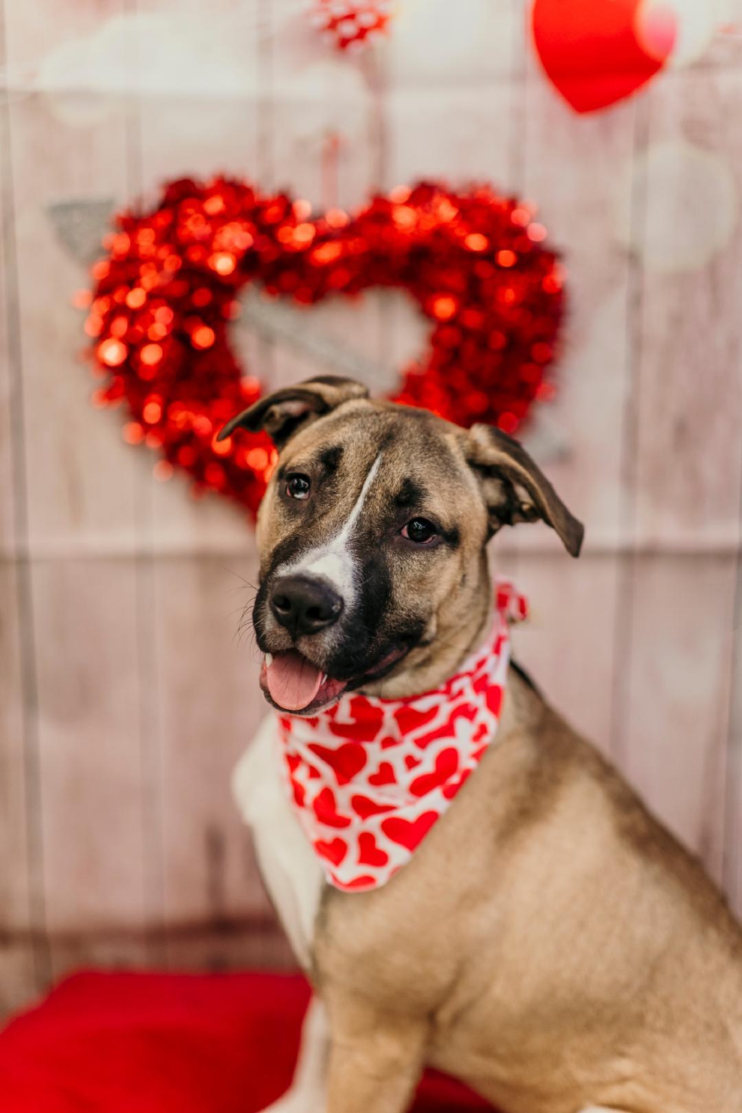 Dog for adoption - Trevor, a German Shepherd Dog & Boxer Mix in Dayton ...