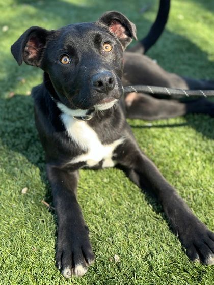 Dog for adoption - Cameron, a Border Collie & Retriever Mix in Red ...