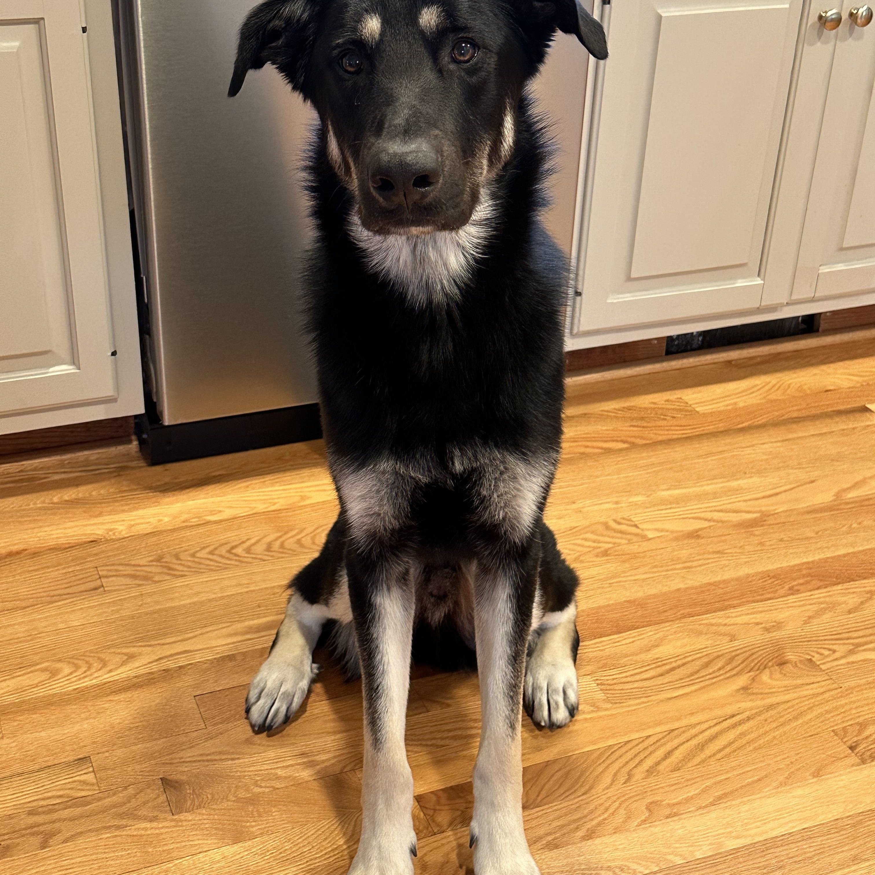 Dog for adoption - TOOKIE (Happy go lucky, smart, loves dogs, loves ...