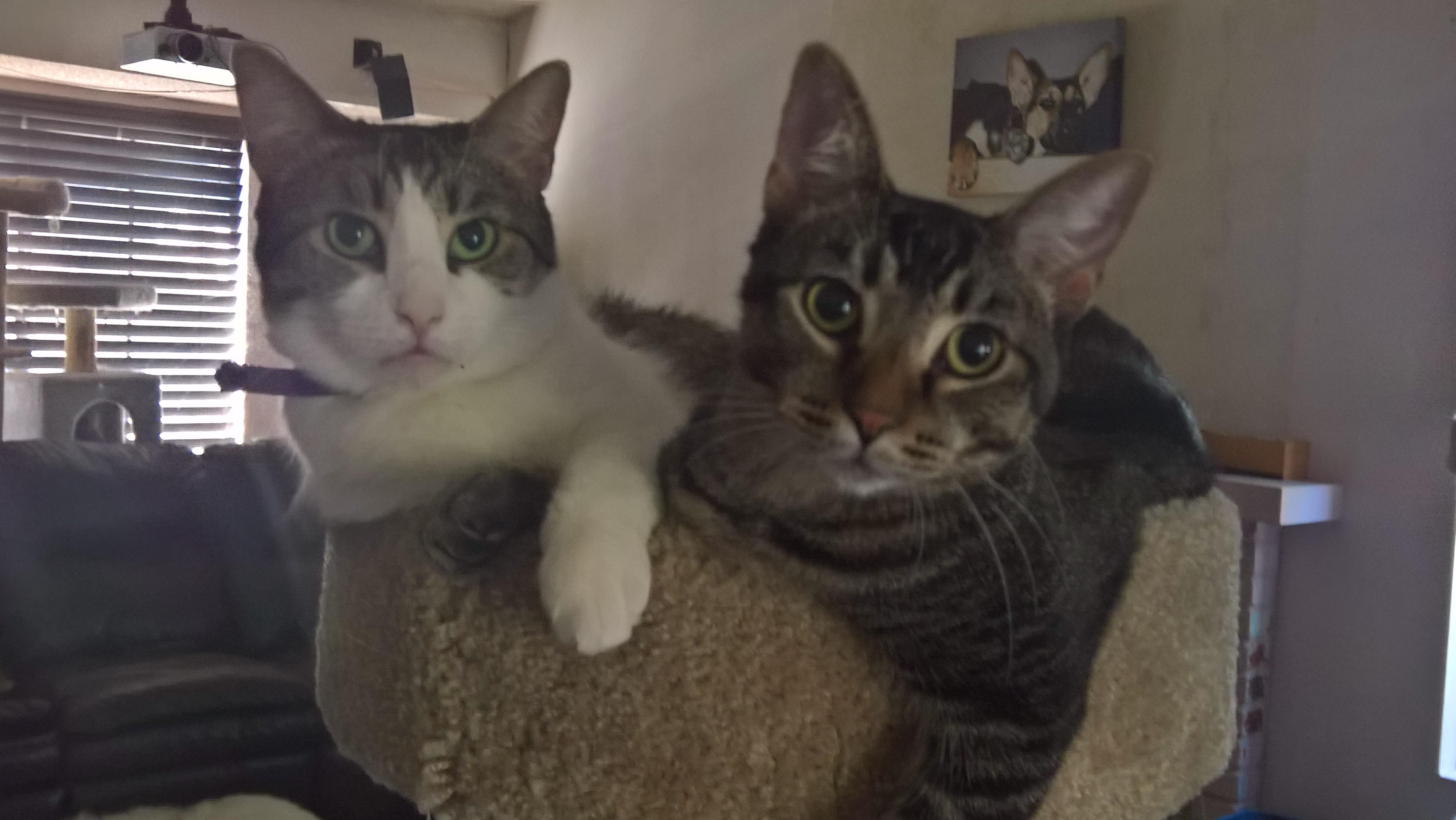 Cat for adoption - Squirrel (Loves Dogs!), a Domestic Short Hair ...