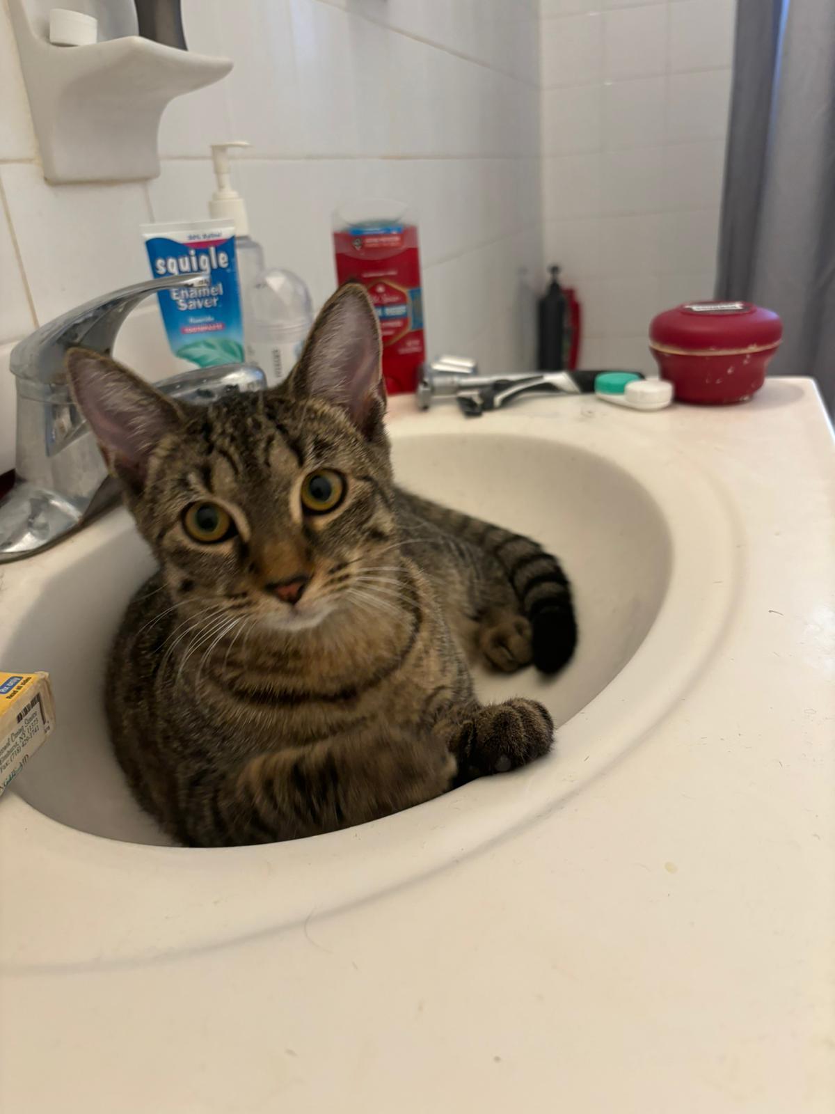 Cat for adoption - Murphy, a Domestic Short Hair in New York, NY ...