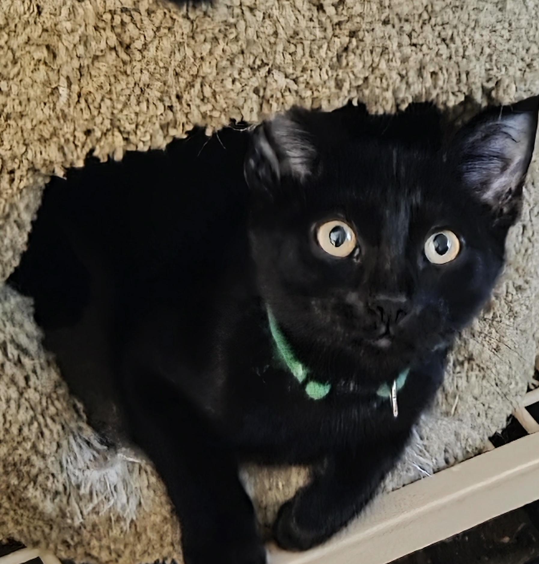 Cat for adoption - INKY, a Domestic Short Hair Mix in Harrison, MI ...