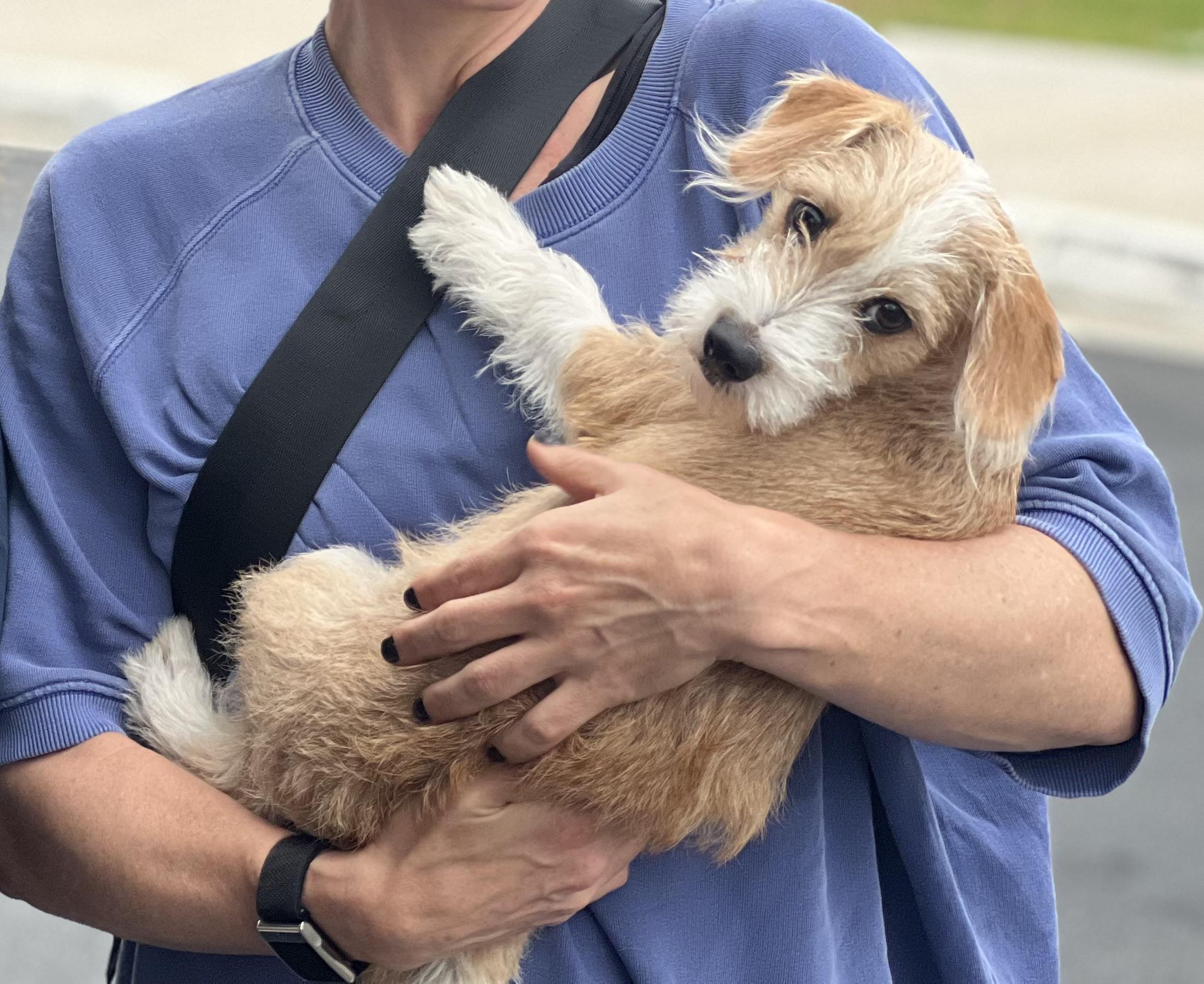 Dog for adoption - Snoopy~, a Terrier in Irvine, CA | Petfinder