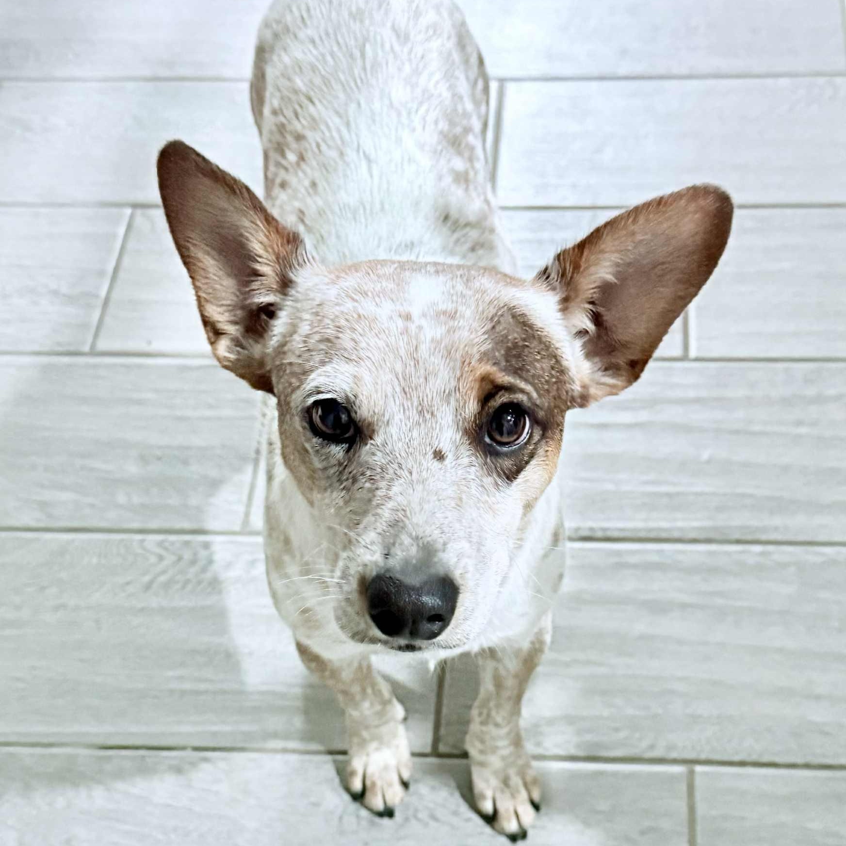 Dog for adoption - Pepe, a Cattle Dog Mix in Buffalo, NY | Petfinder