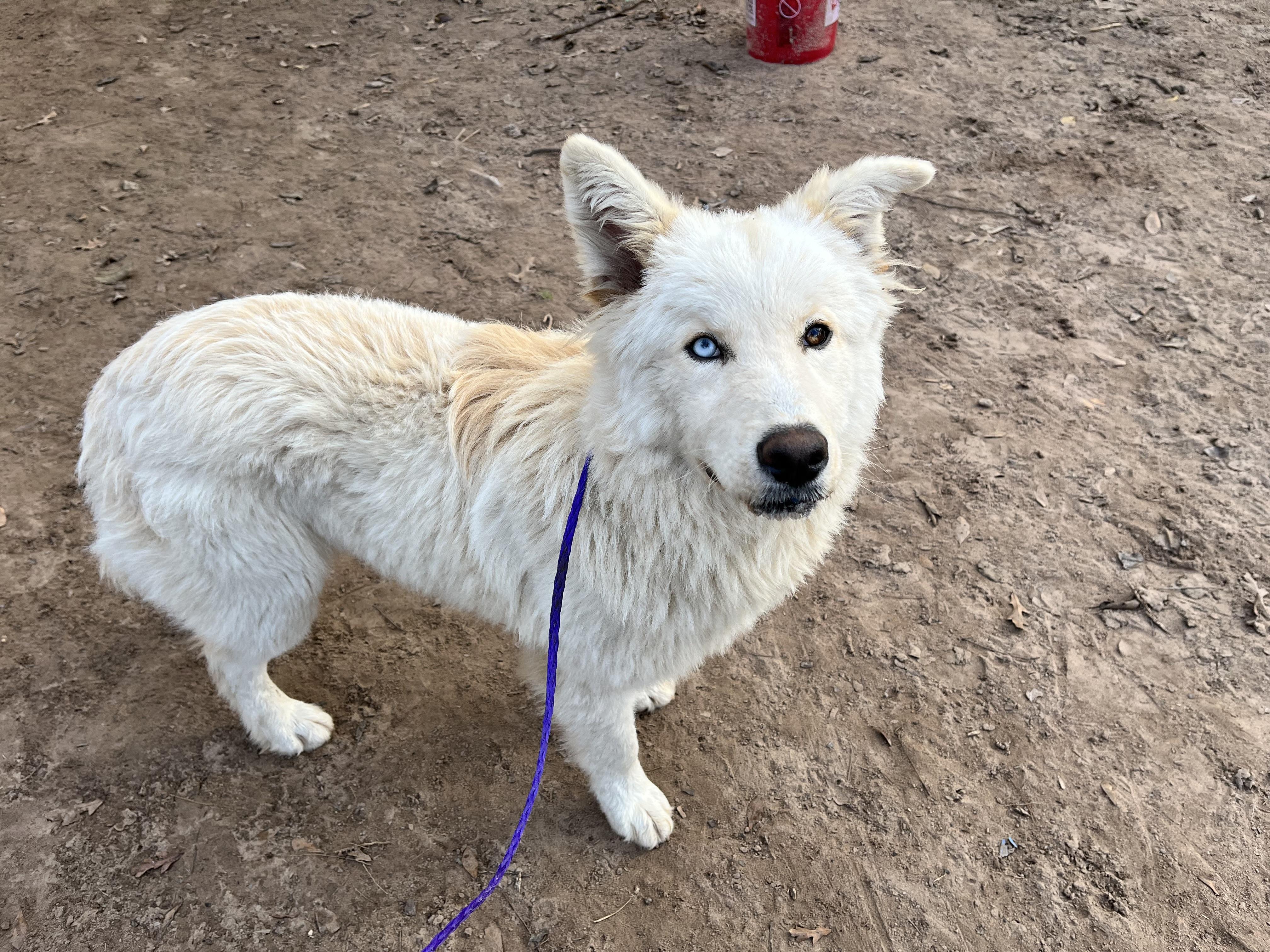 Dog for adoption - Ghost, a Husky Mix in Cheektowaga, NY | Petfinder