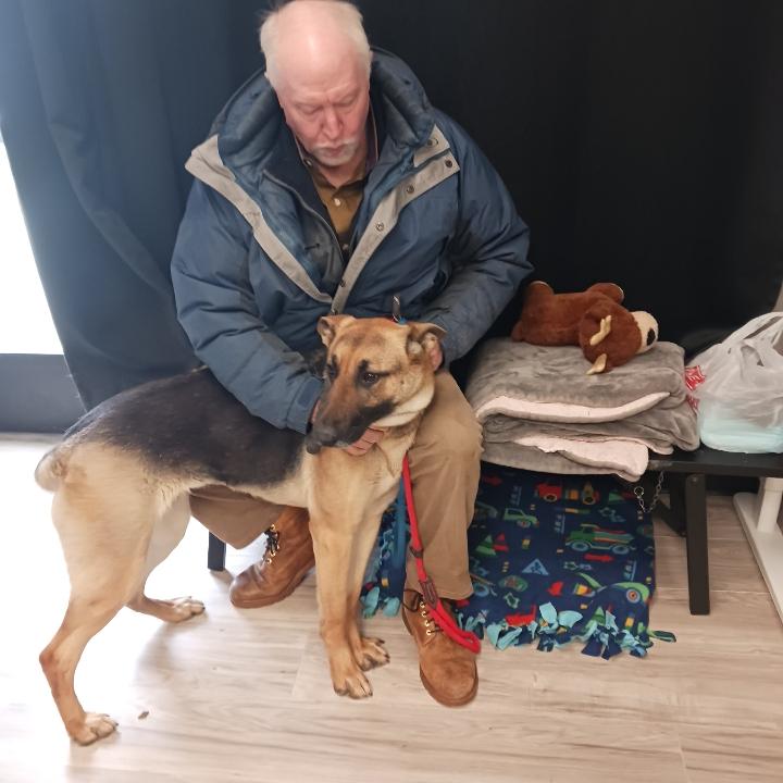 Dog for adoption - Virginia, a German Shepherd Dog in HAMBURG, PA ...