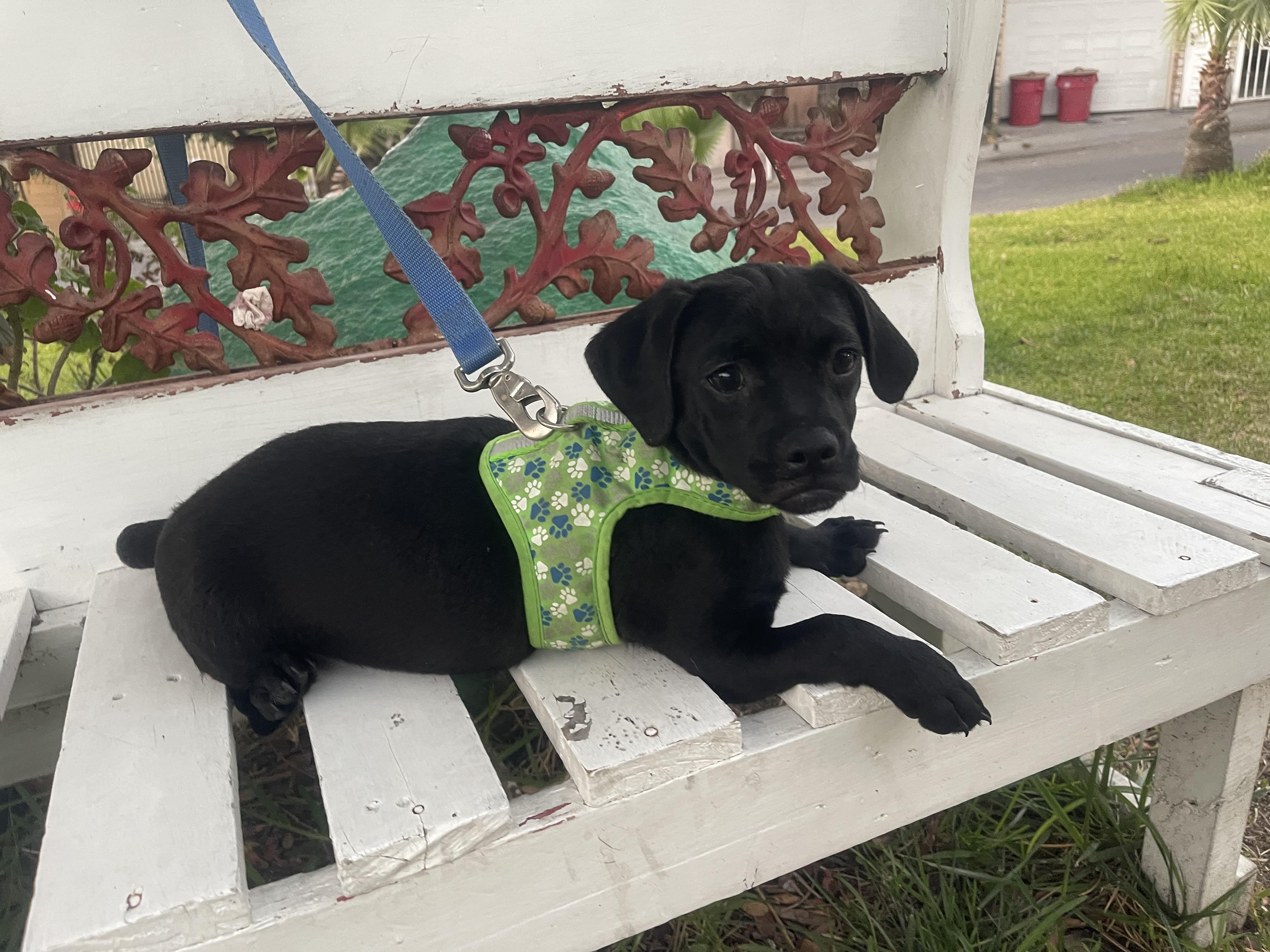 Dog for adoption - Coffee, a Pug & Poodle Mix in Anaheim, CA | Petfinder