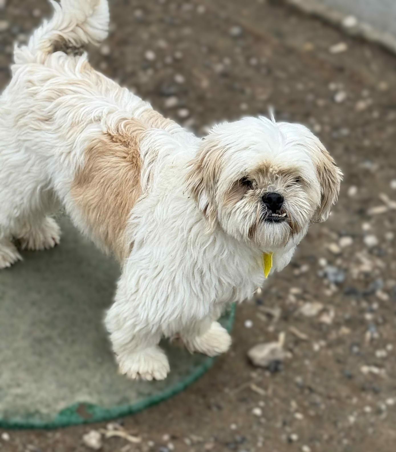 Dog for adoption - Miaze, a Mixed Breed in Othello, WA | Petfinder