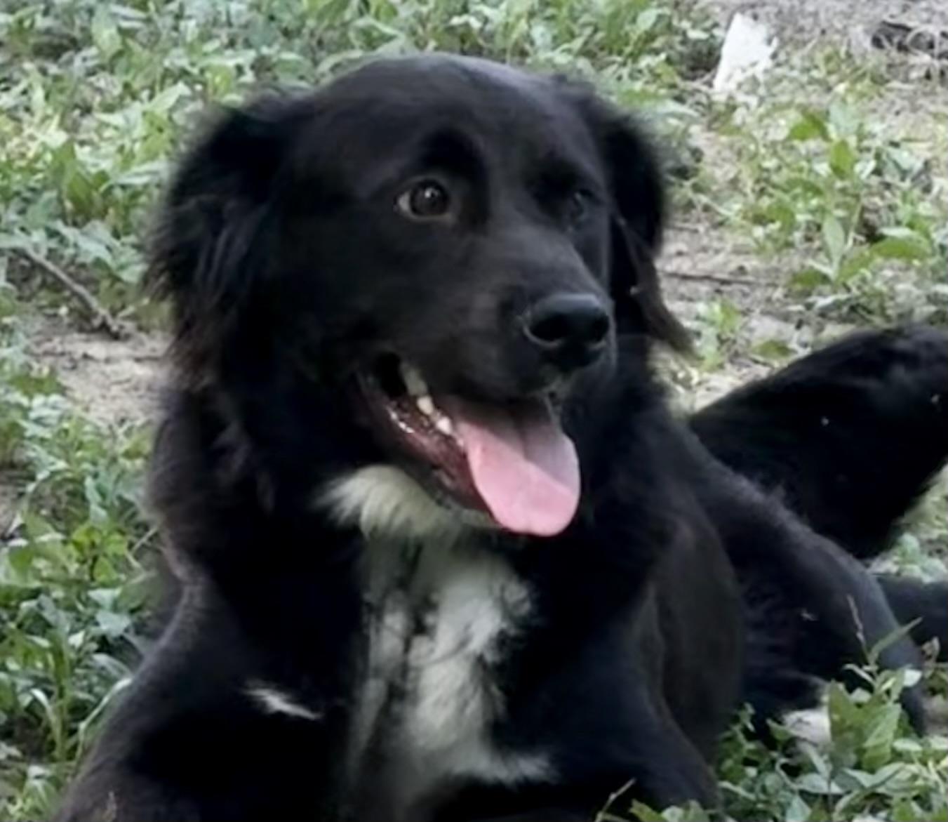 Dog for adoption - Nimbus - pretty much perfect, a Flat-Coated ...