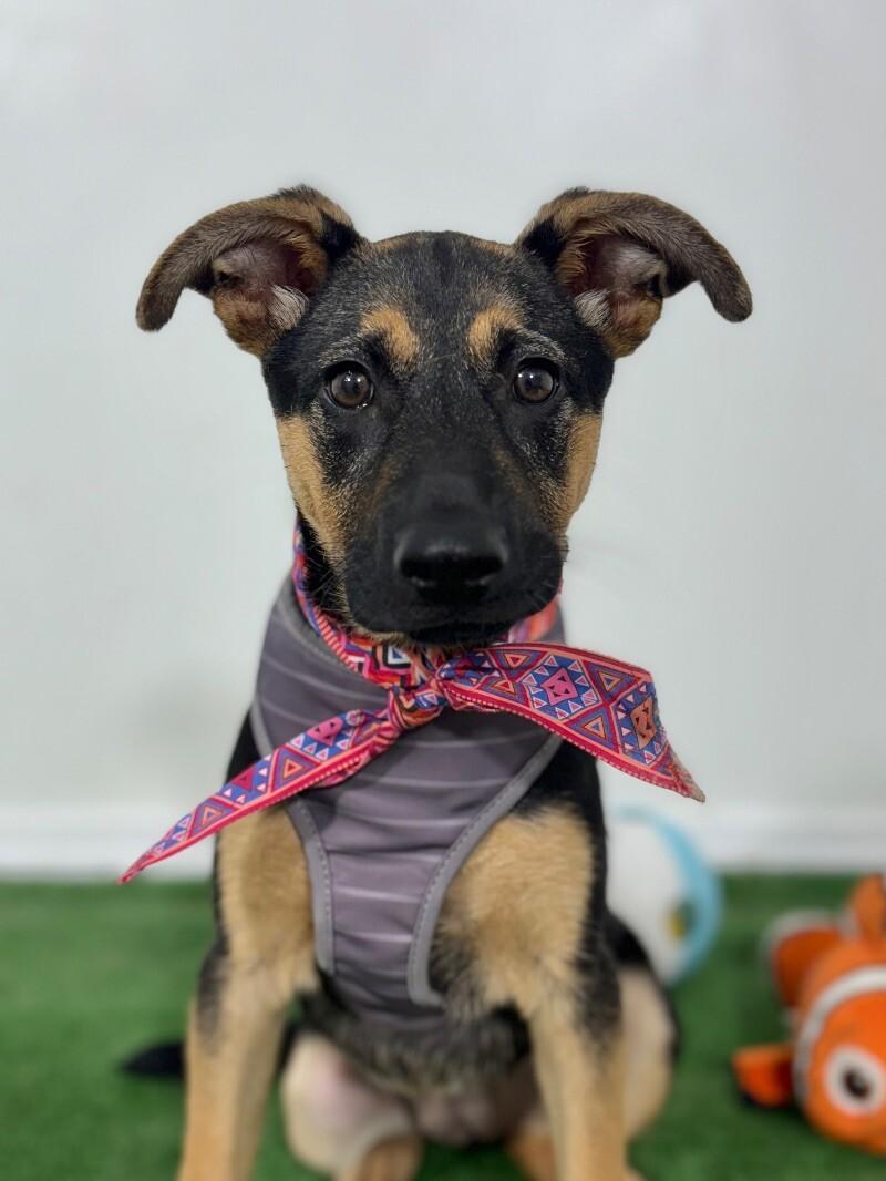 Dog for adoption - Layla, a German Shepherd Dog Mix in Mountain View ...