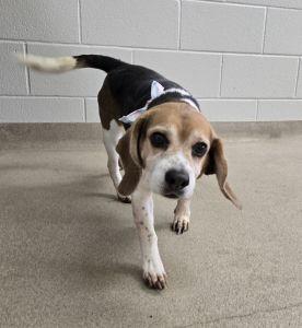 Freckles - Adoptable Pet | Petfinder | Petfinder