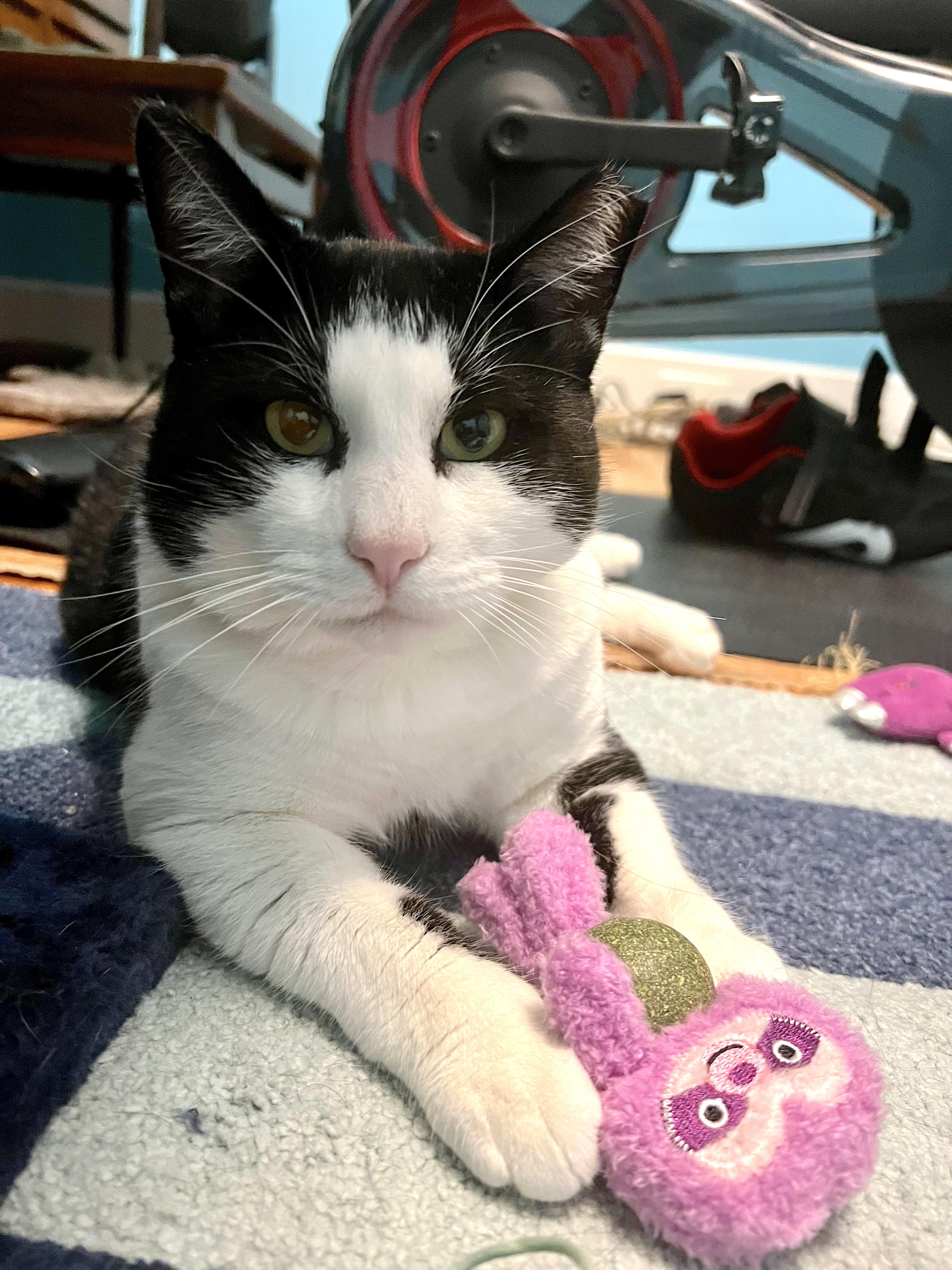 Cat for adoption - Baloney Tony, a Domestic Short Hair in Neptune, NJ ...