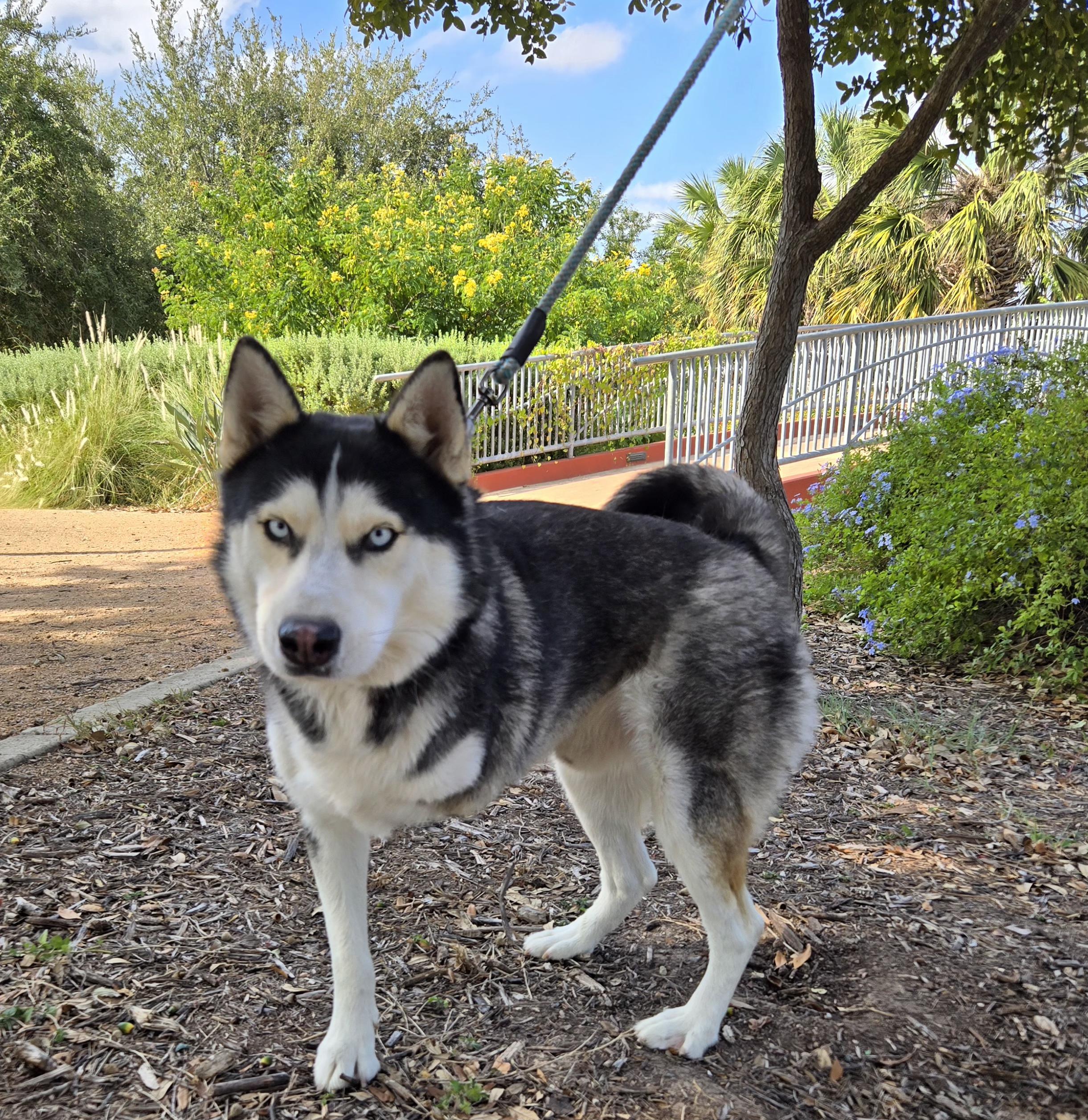 Dog for adoption - Tobi, a Husky in Edinburg, TX | Petfinder