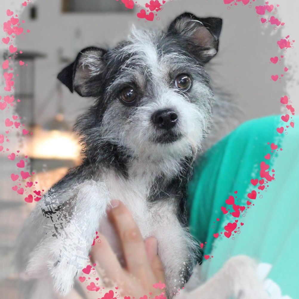 Dog for adoption - Elsa, a Mixed Breed in Amelia, OH | Petfinder