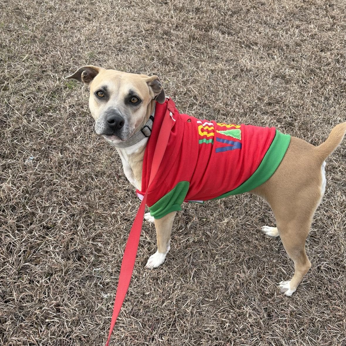 Dog for adoption - Daisy, a Black Mouth Cur in Edmonds, WA | Petfinder