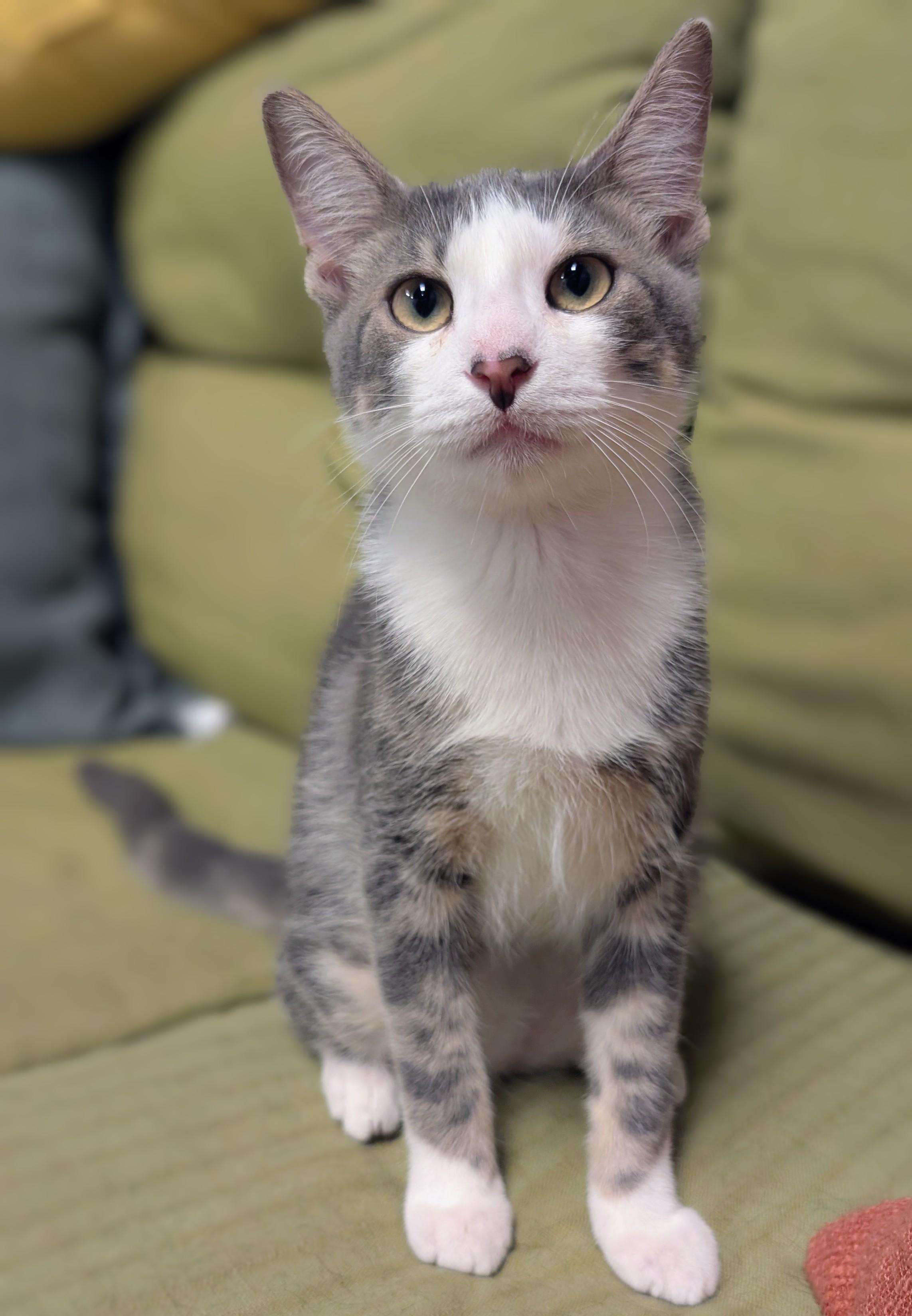 Auden - Adoptable Pet | Petfinder | Petfinder