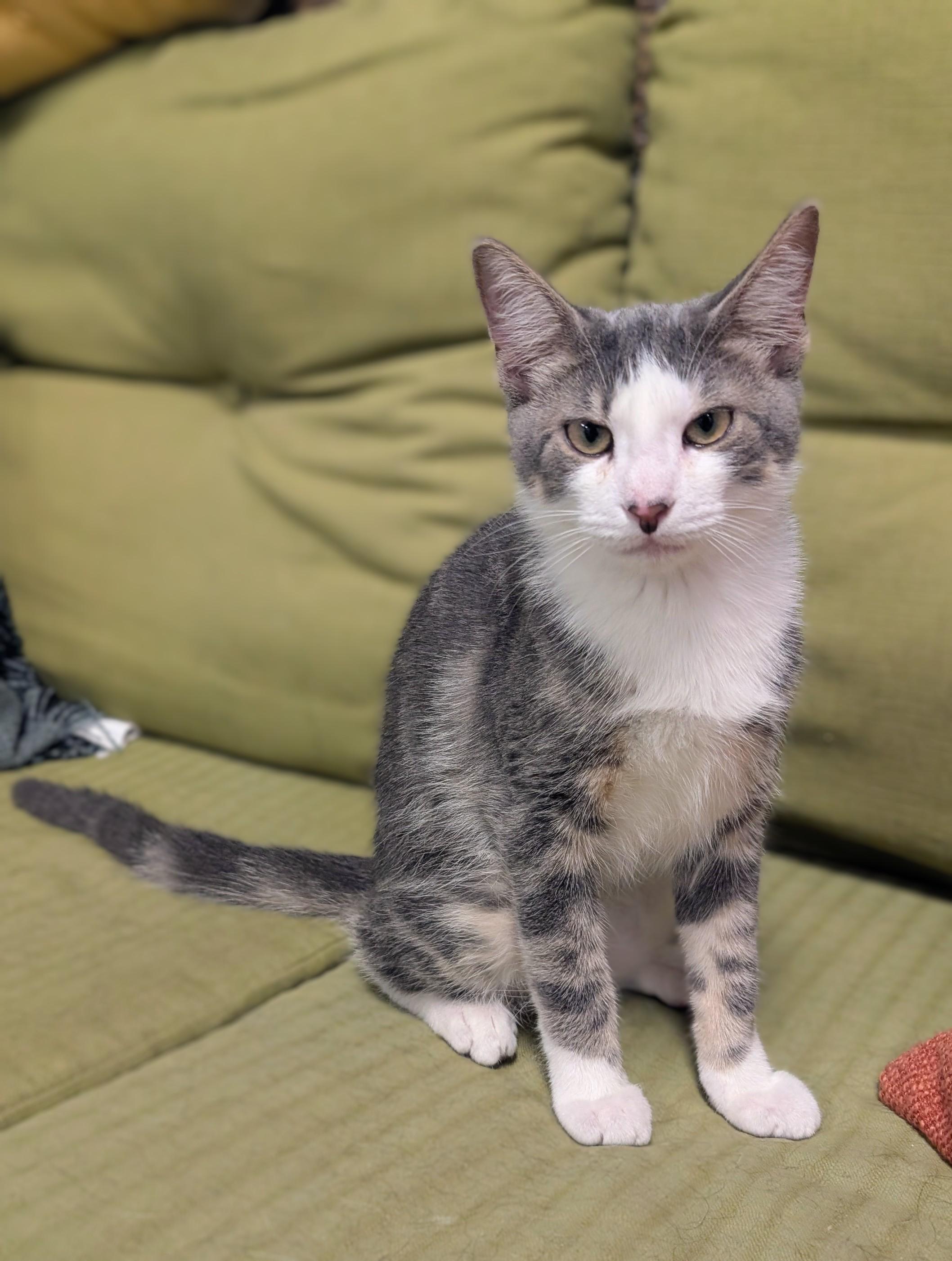 Auden - Adoptable Pet | Petfinder | Petfinder