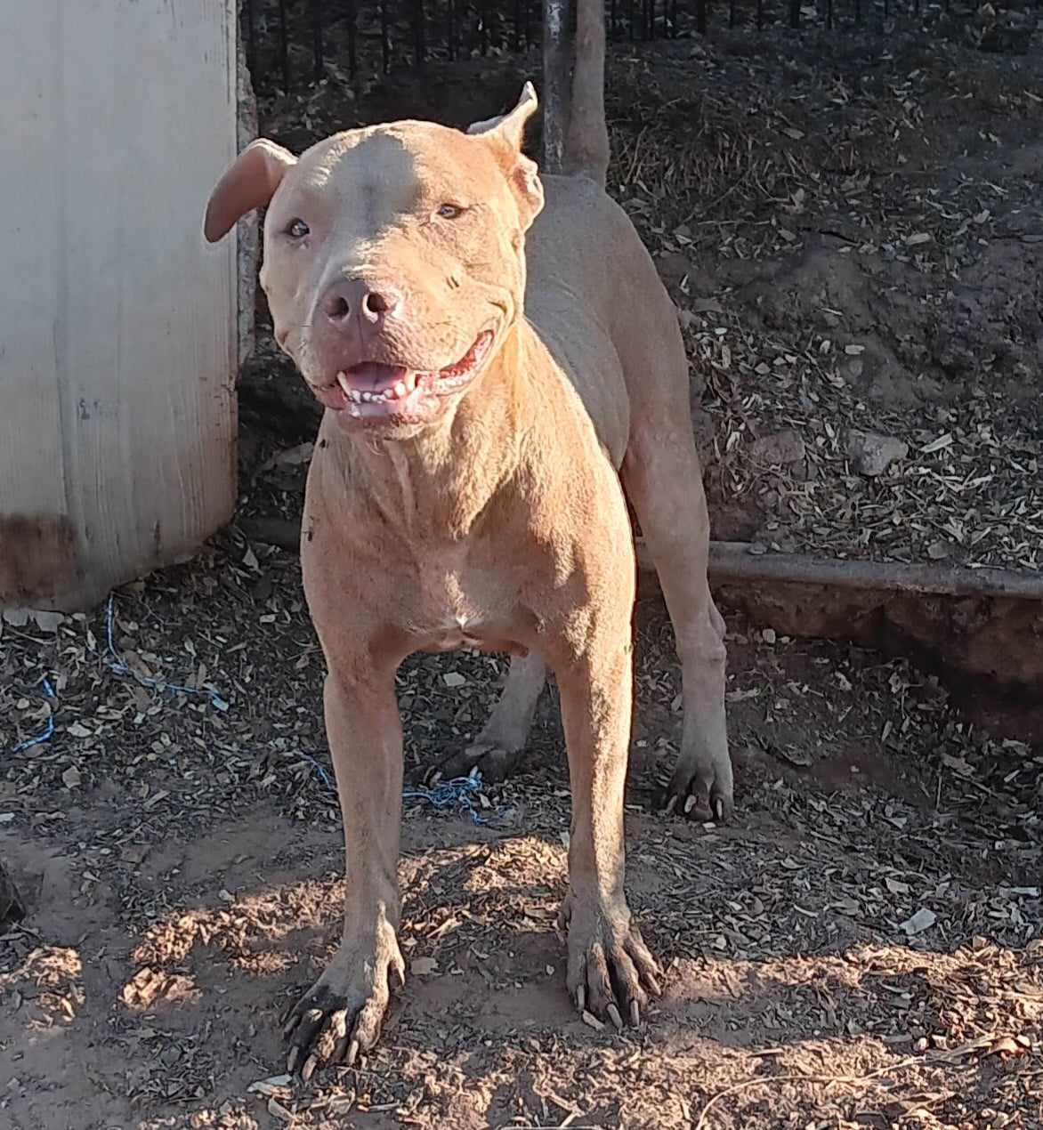 Dog for adoption - Annabelle, a Pit Bull Terrier in Harrisburg, PA ...