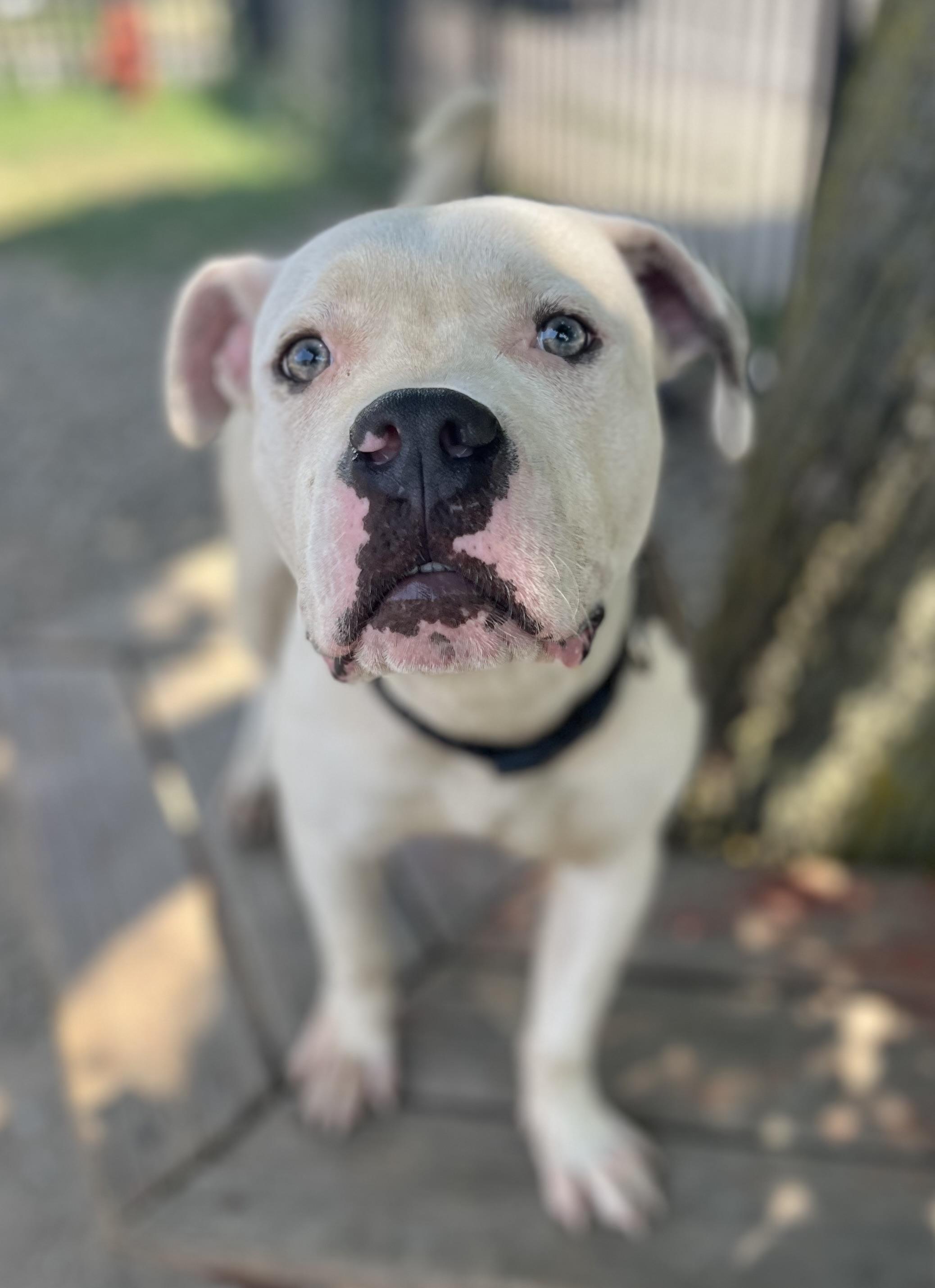 Dog for adoption - Oscar, a Pit Bull Terrier Mix in Buffalo, NY | Petfinder