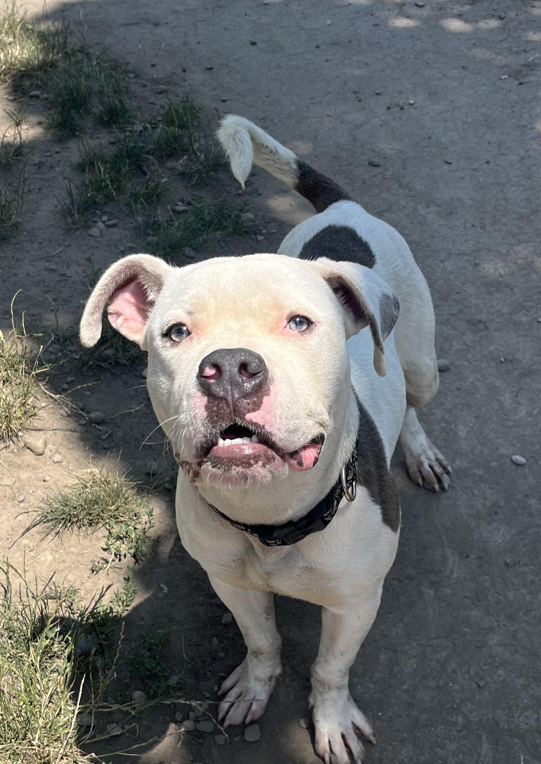 Dog for adoption - Oscar, a Pit Bull Terrier Mix in Buffalo, NY | Petfinder