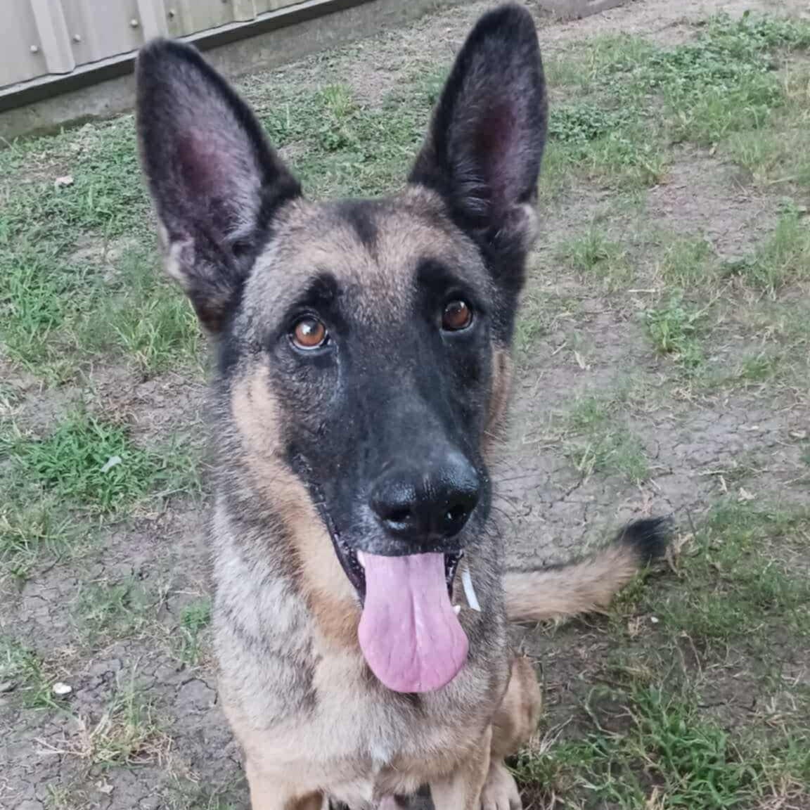 Dog for adoption - Maxwell, a German Shepherd Dog in Brattleboro, VT ...