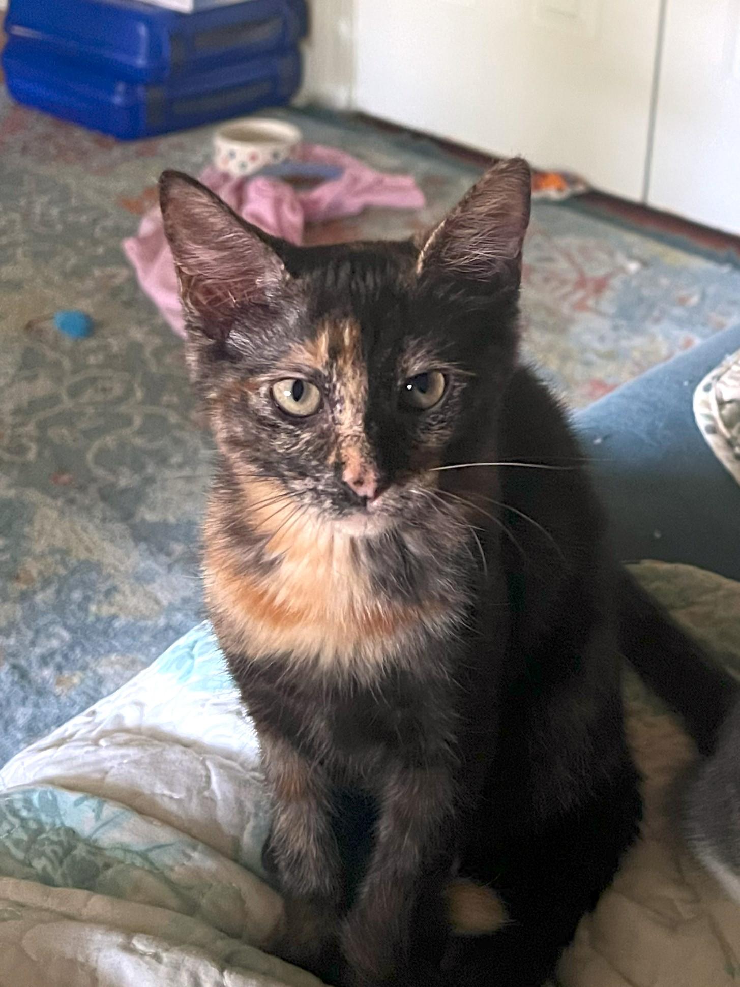 Cat for adoption - GPS "Geeps", a Domestic Short Hair in Fairhope, AL | Petfinder