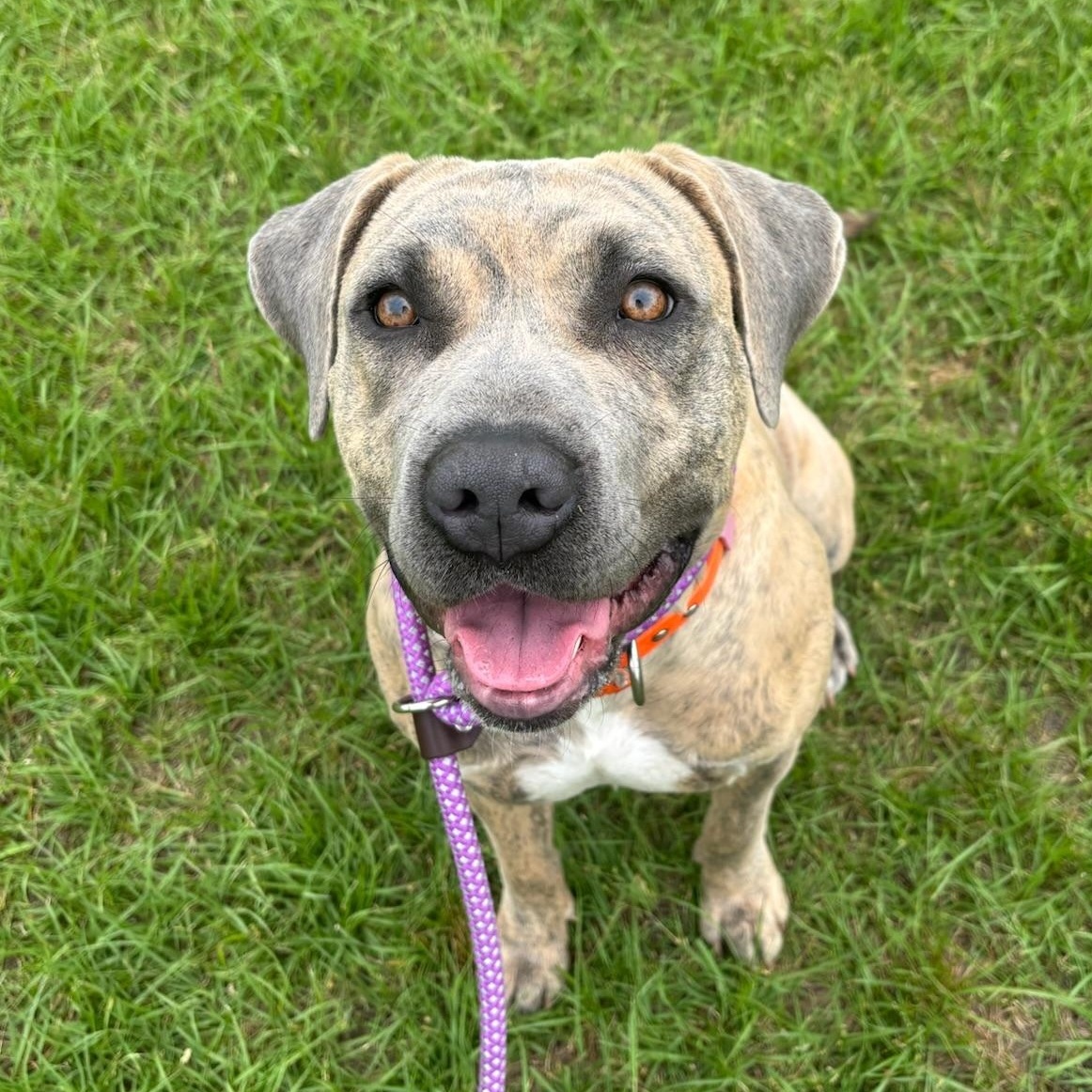 Dog for adoption - Nancy Drew, a Mastiff Mix in Mishawaka, IN | Petfinder