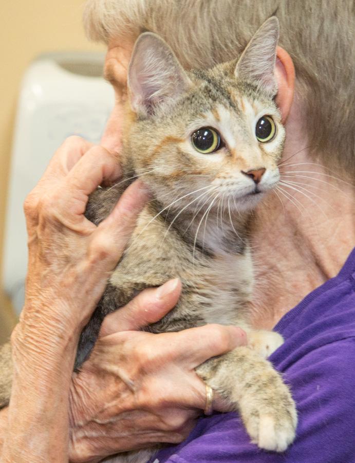 Cat for adoption - Rosie, a Domestic Short Hair in Paramus, NJ | Petfinder