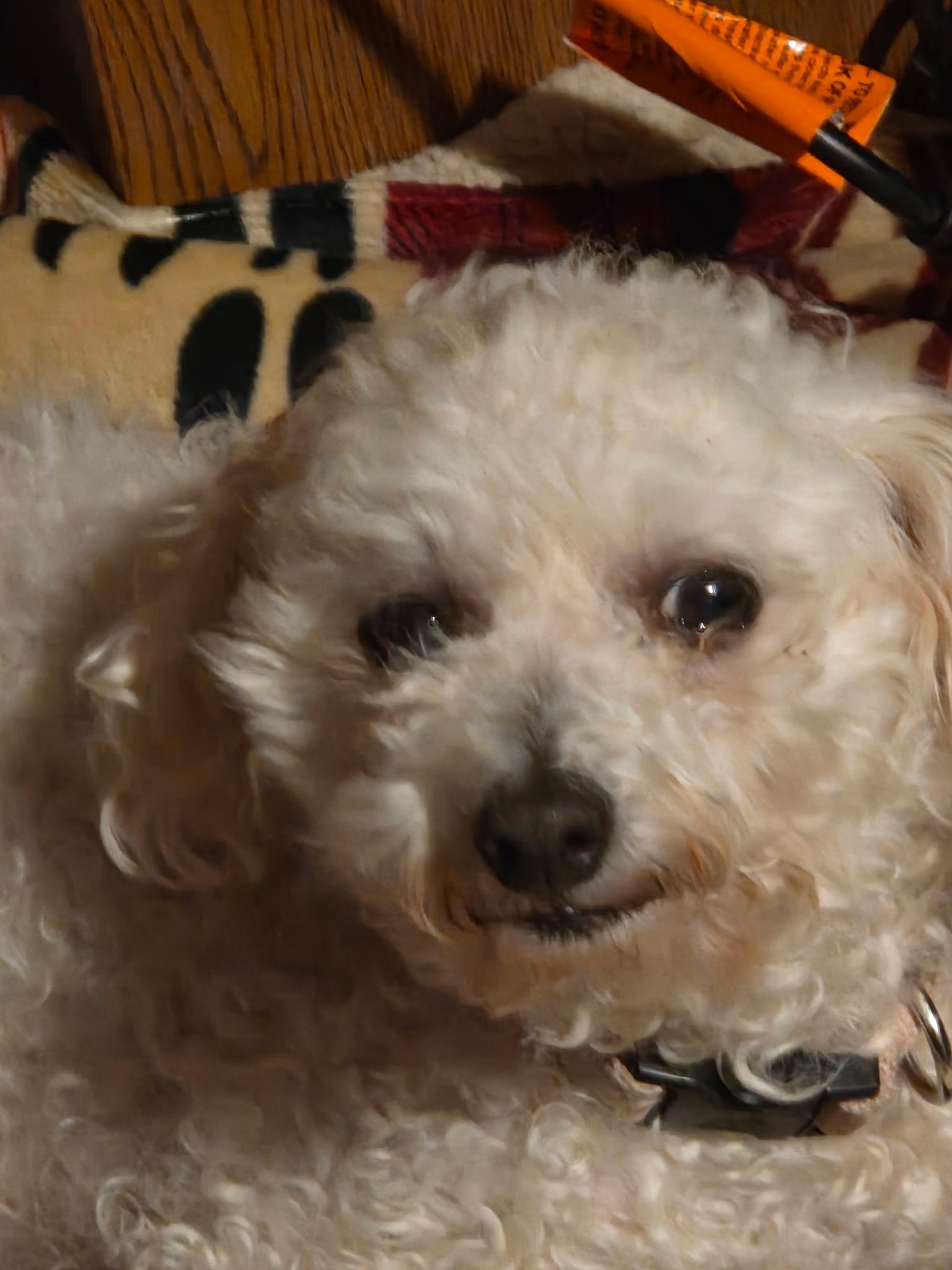 Dog for adoption - Lacey, a Miniature Poodle Mix in Toledo, OH | Petfinder