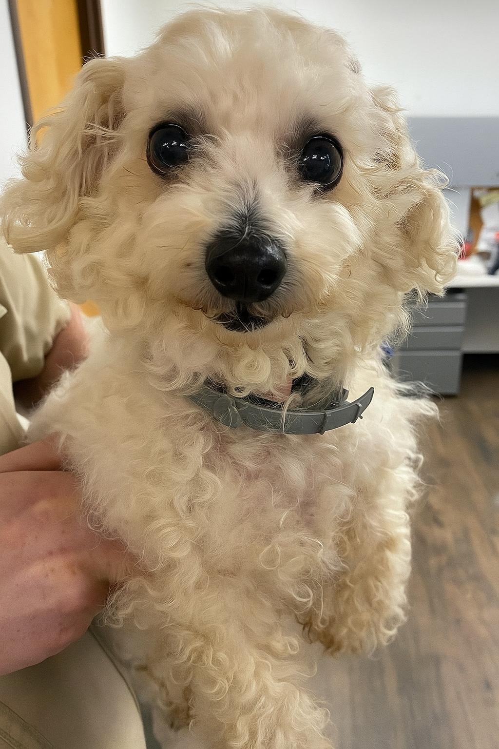 Dog for adoption - Lacey, a Miniature Poodle Mix in Toledo, OH | Petfinder