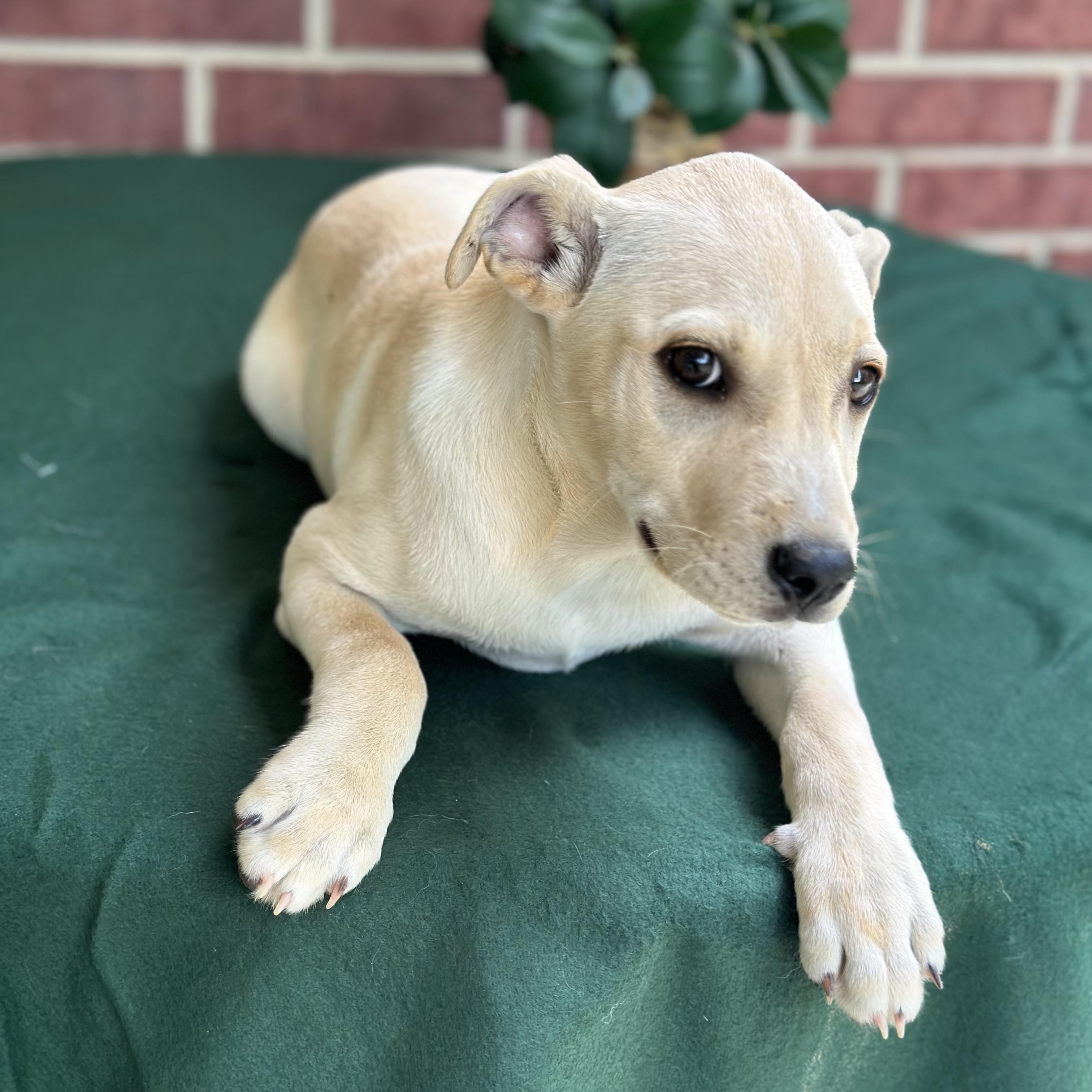 Dog for adoption - Honey (bob tail), a Labrador Retriever & Australian ...