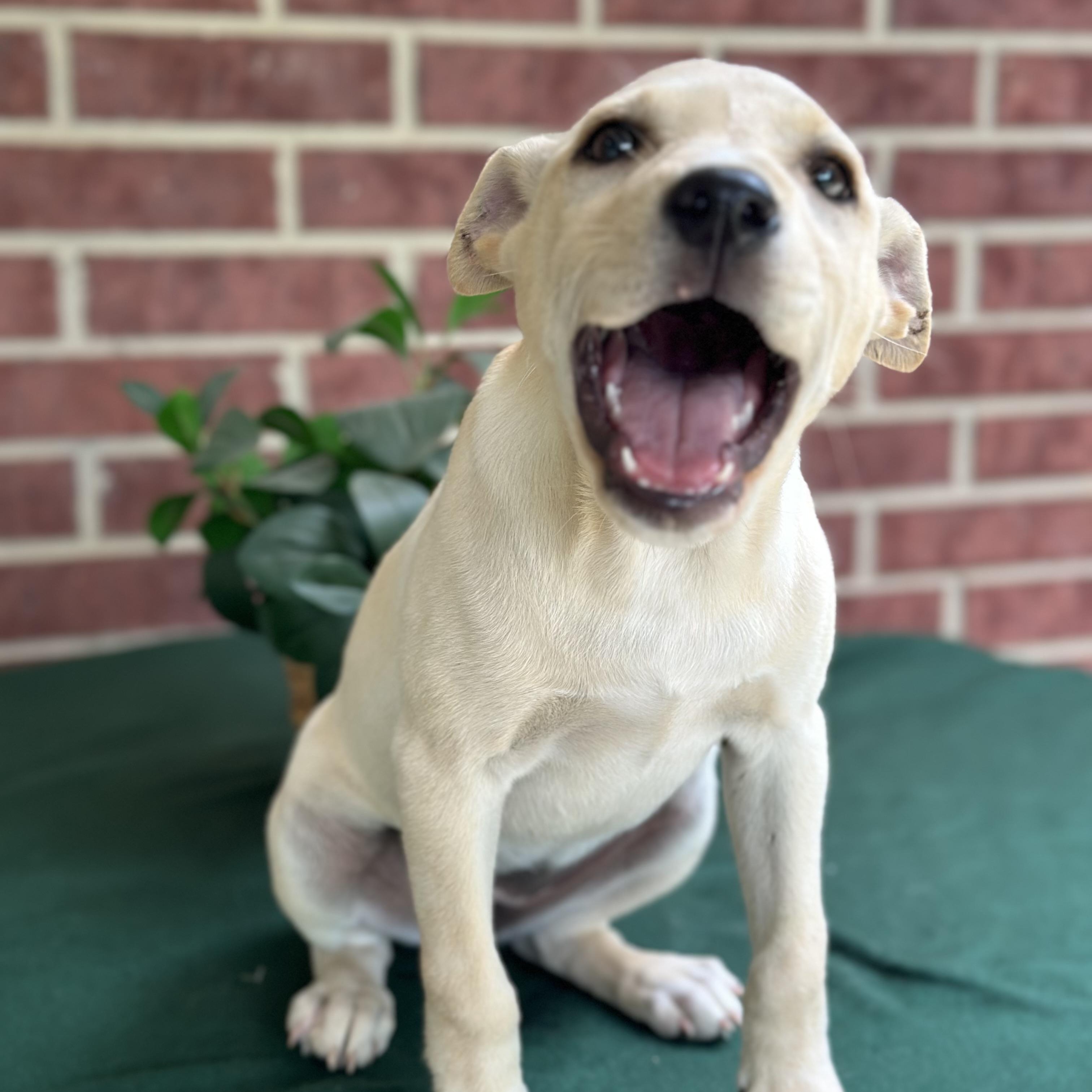Dog for adoption - Honey (bob tail), a Labrador Retriever & Australian ...
