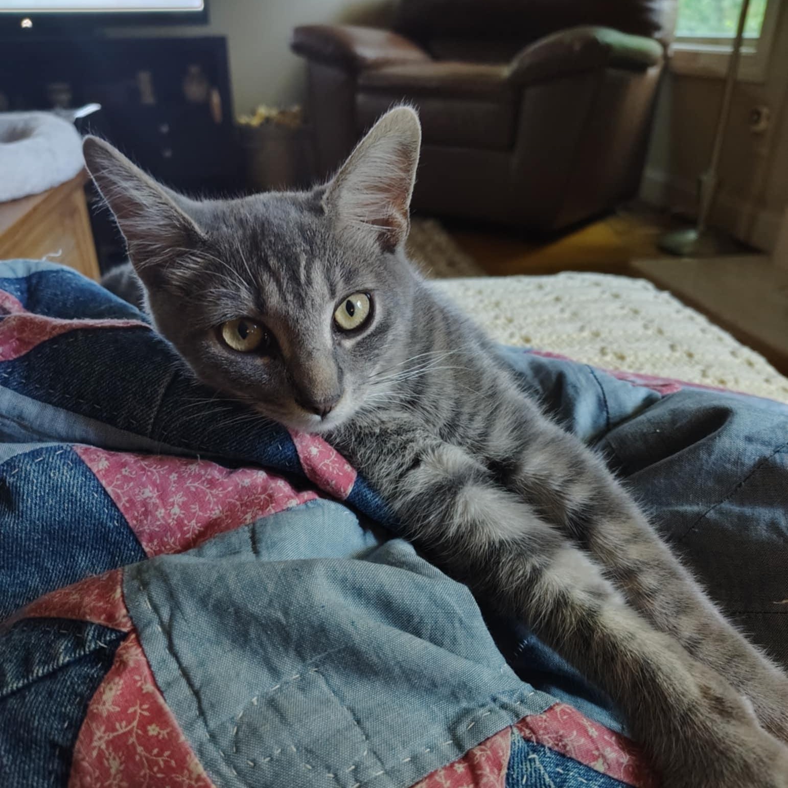 Cat for adoption - Javi, a Domestic Short Hair in Lawrenceville, GA ...